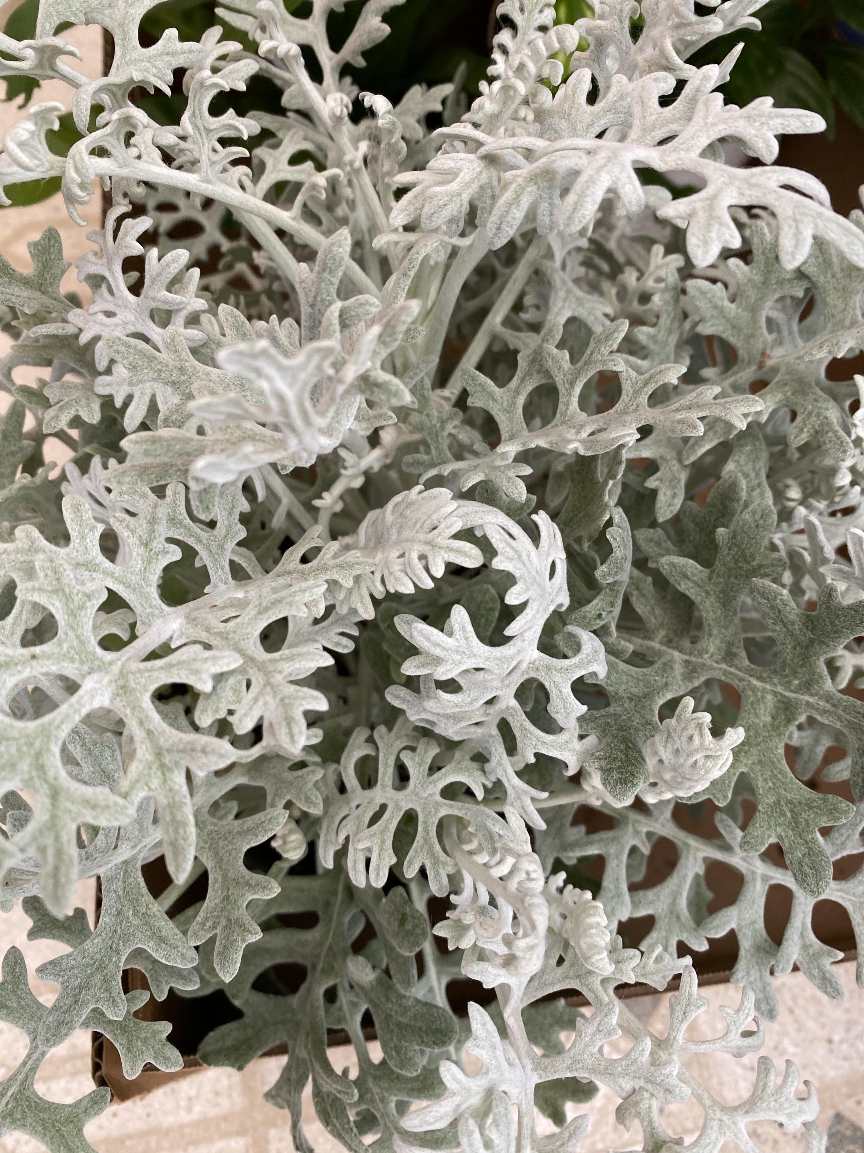 Help! What’s this plant called? | Scrolller