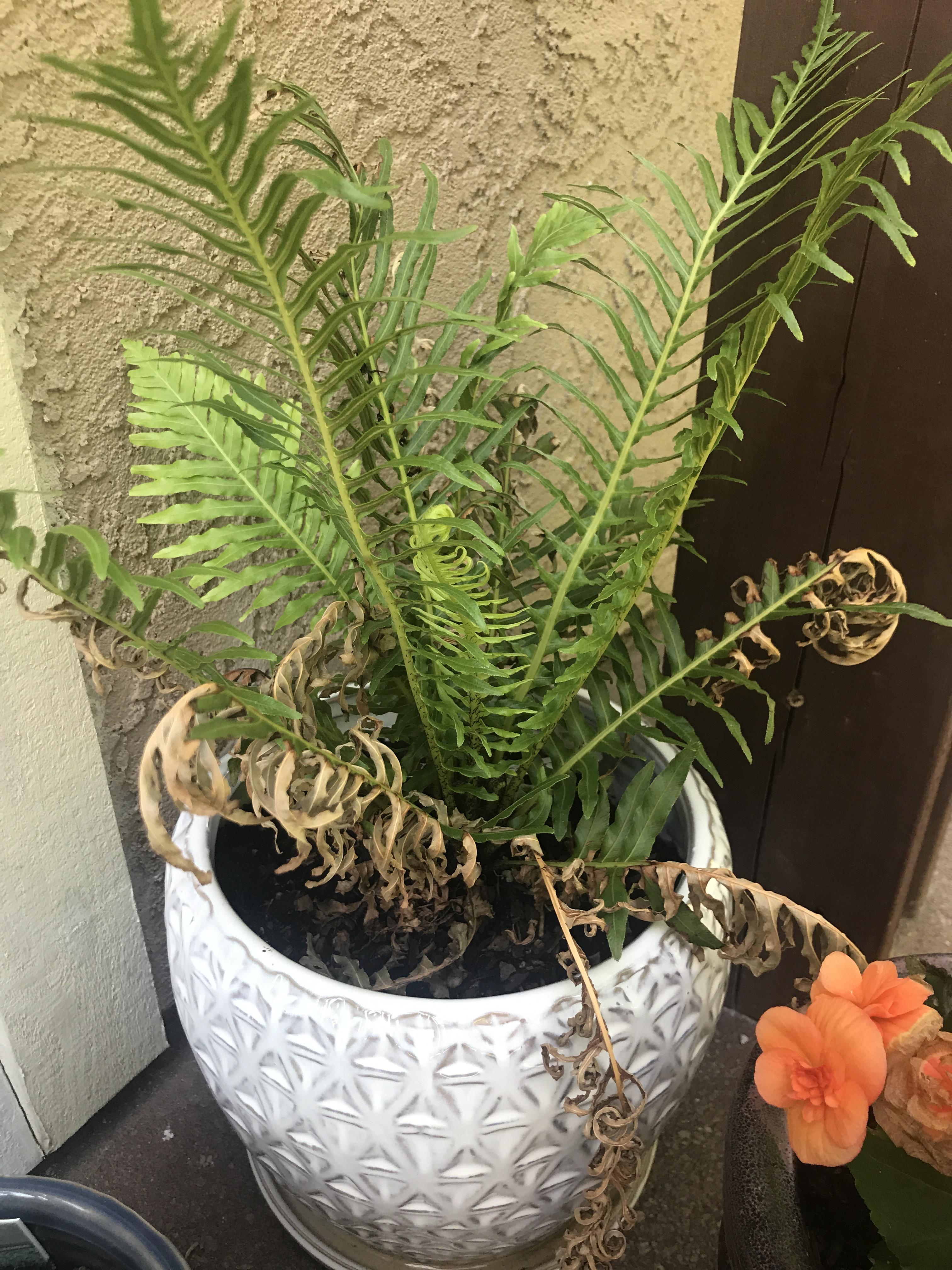 Help with Lady Tree Fern | Scrolller