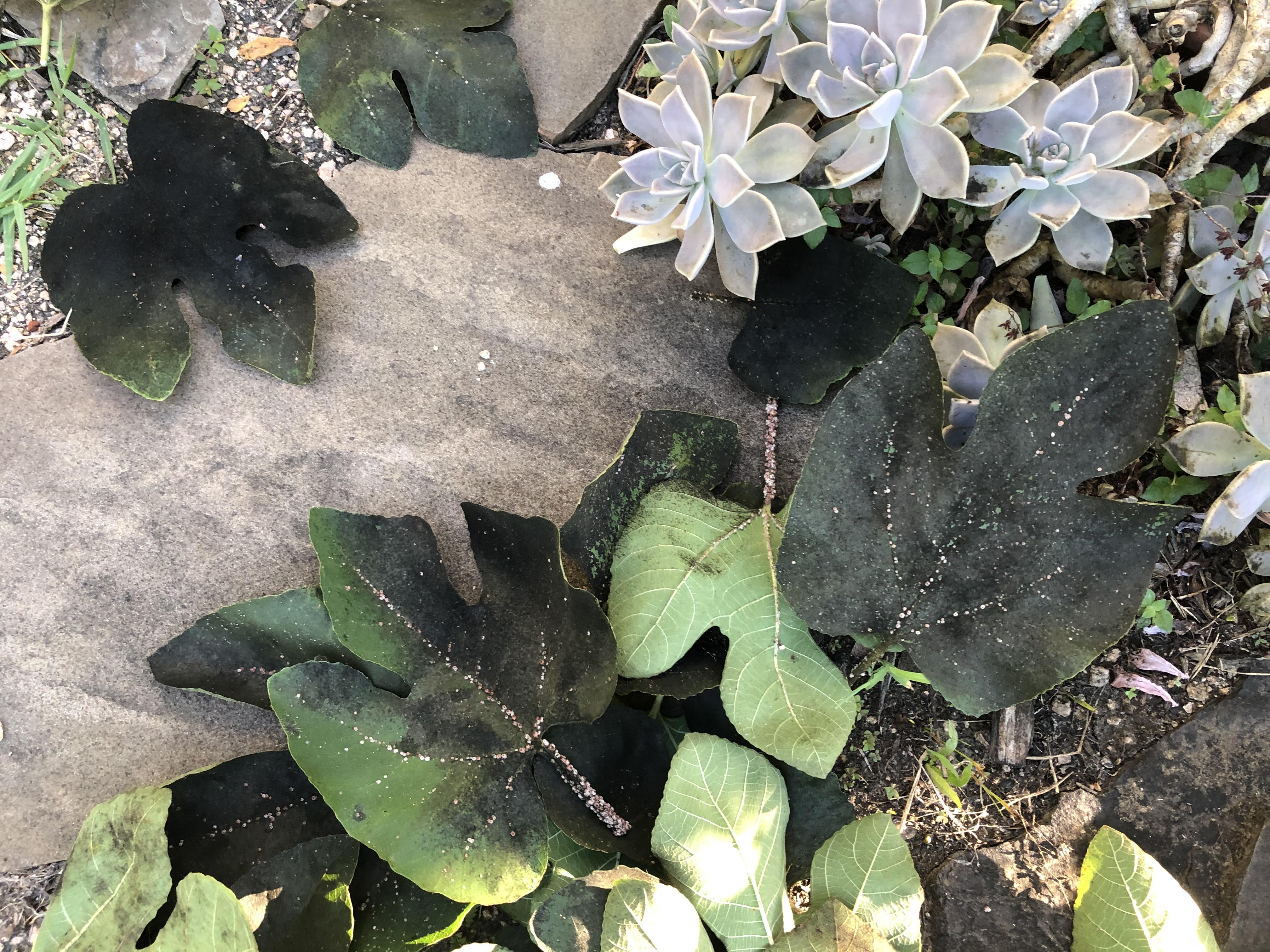 Help with my fig tree! Bug eggs developing on the leaf and stems what can I do with it? 😢 ...