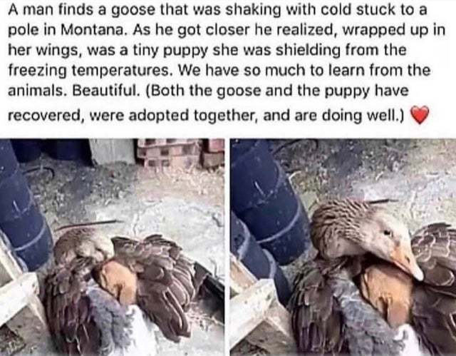 Helping wings | Scrolller