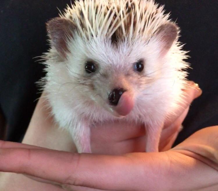 Henry the Hedgehog | Scrolller