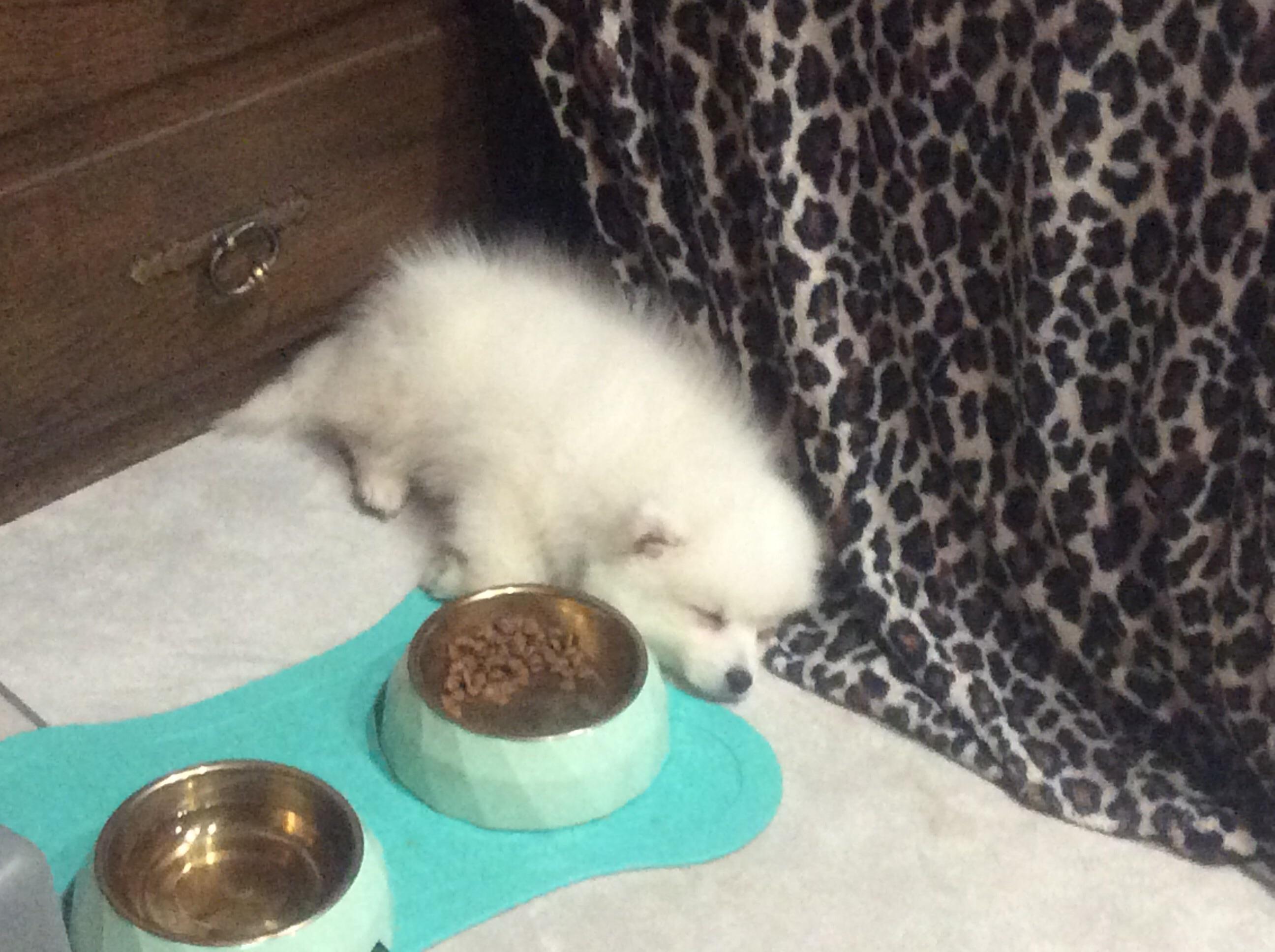 Her favorite spot to sleep | Scrolller