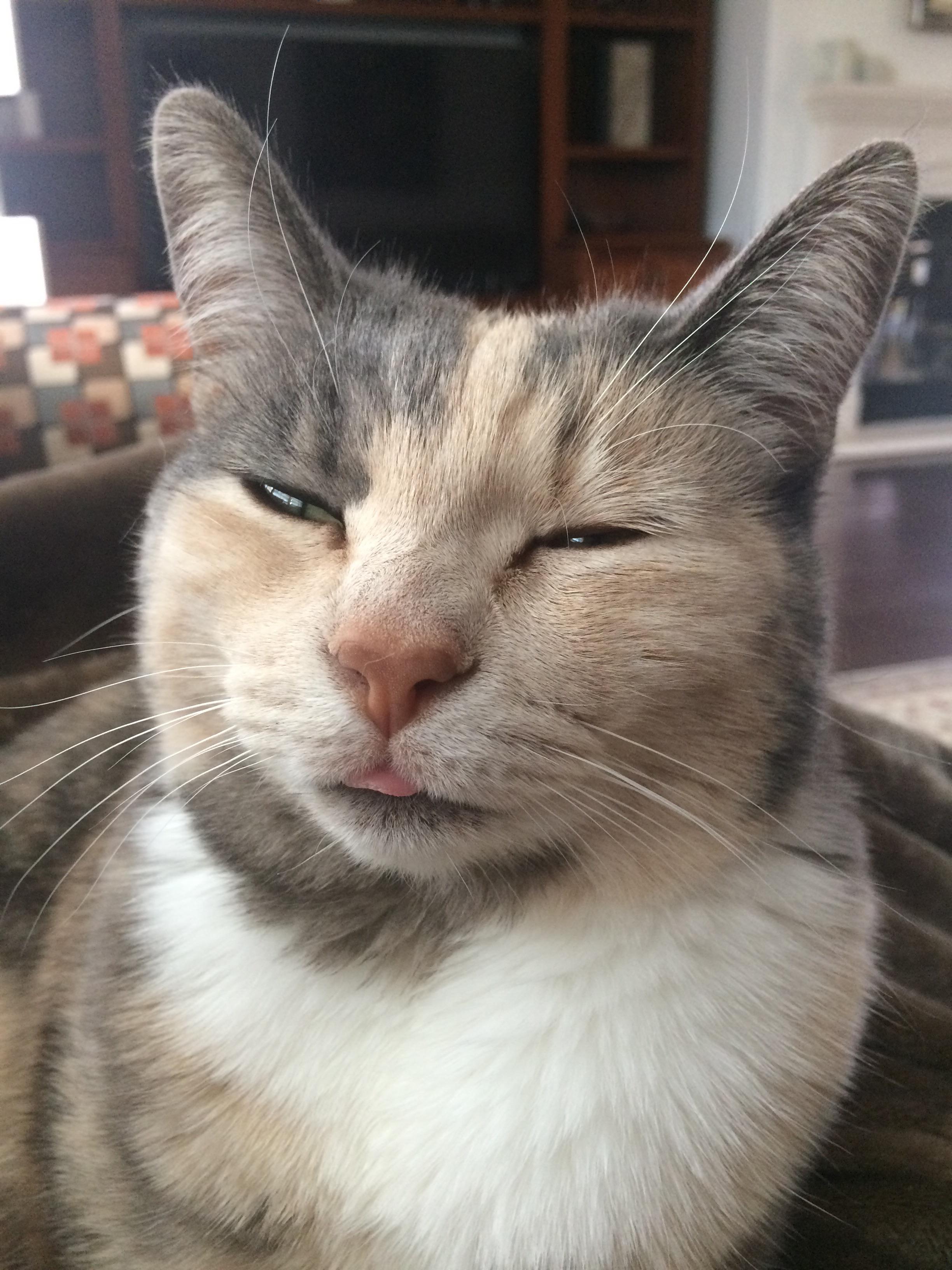 Her first blep on camera! | Scrolller