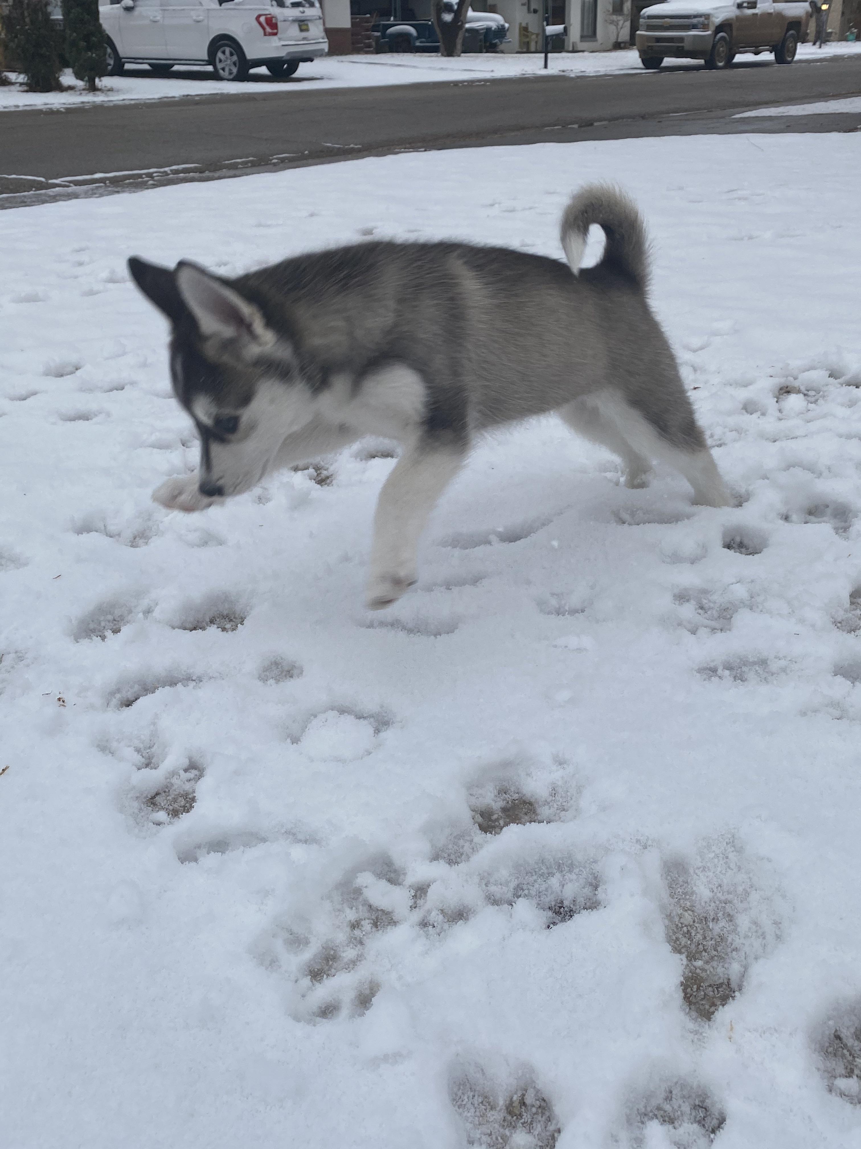Her first snow!! | Scrolller