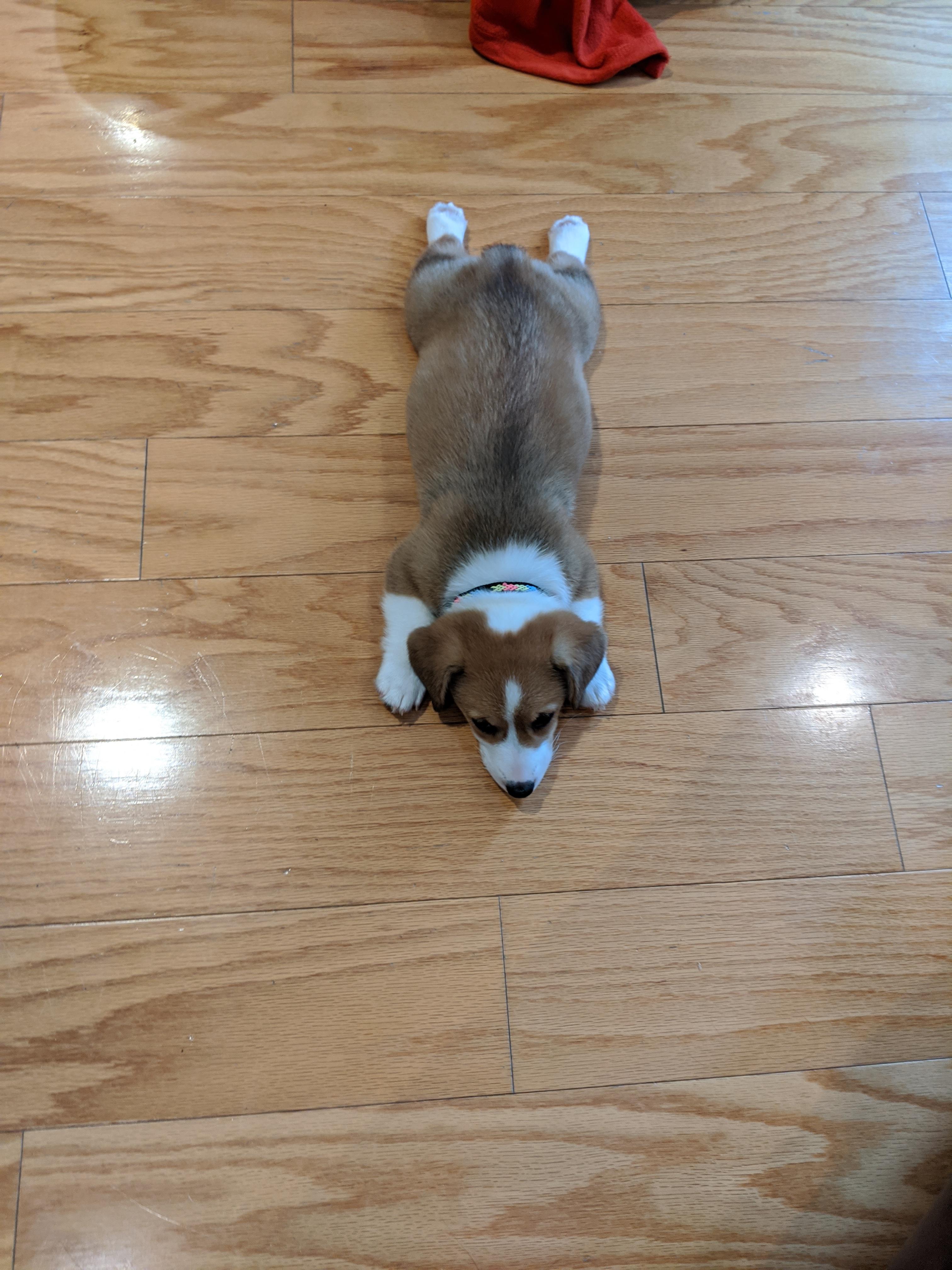 Her First Sploot | Scrolller