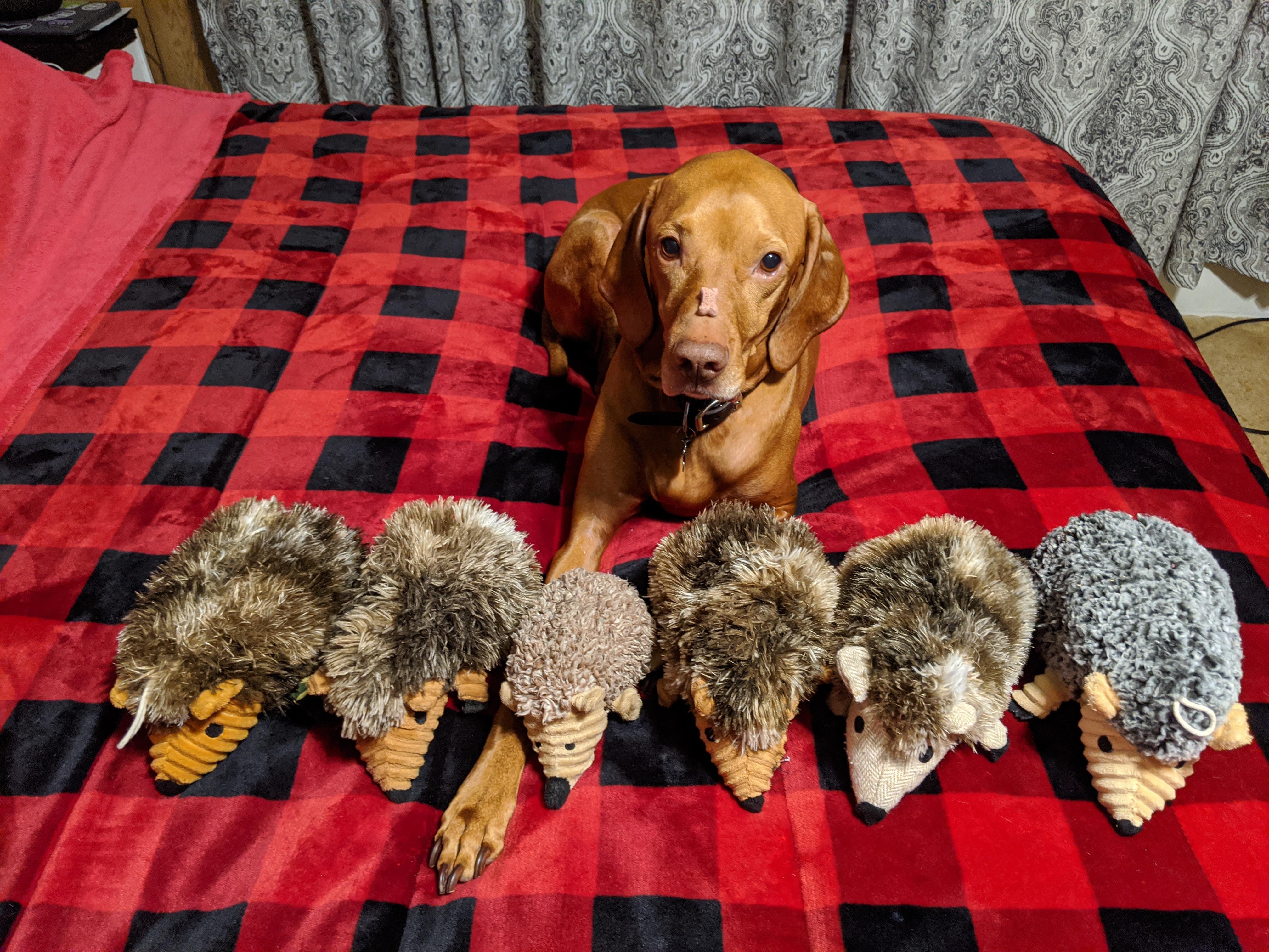 Her "litter" of hedgehogs.. | Scrolller