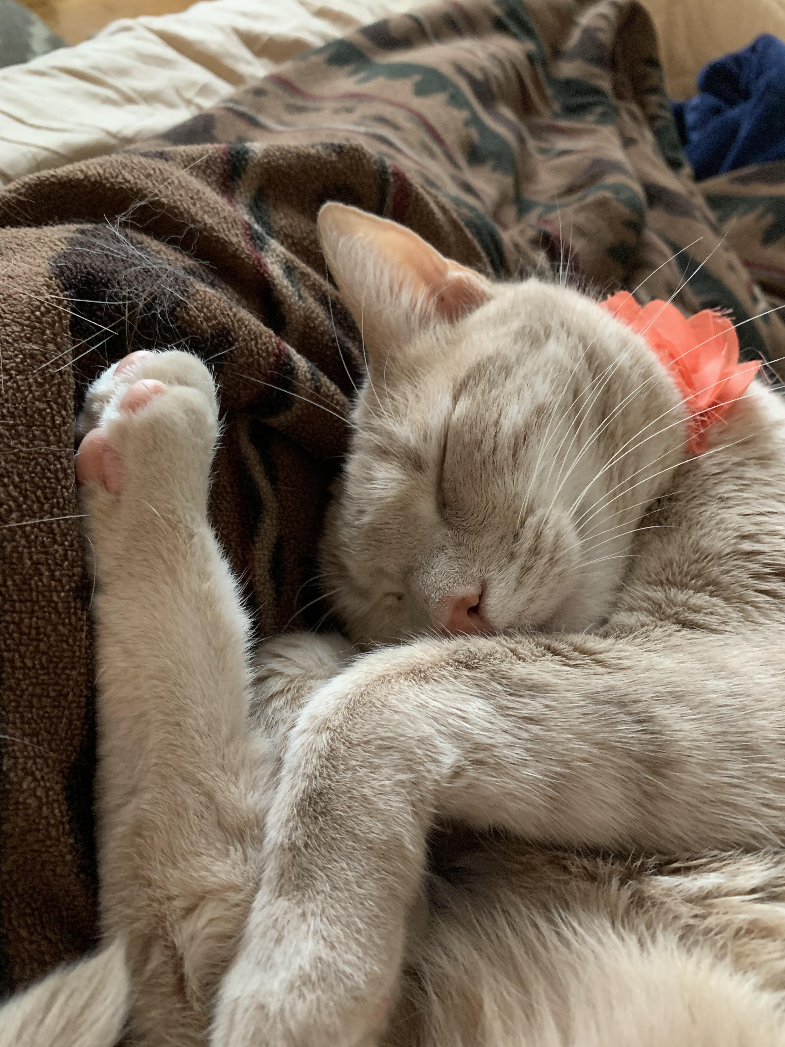 Her toebeans match her collar. | Scrolller