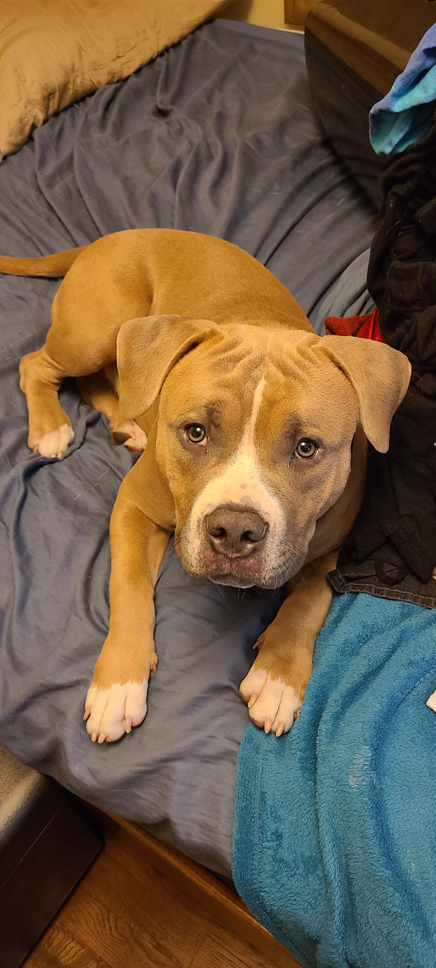 Here is moose. | Scrolller