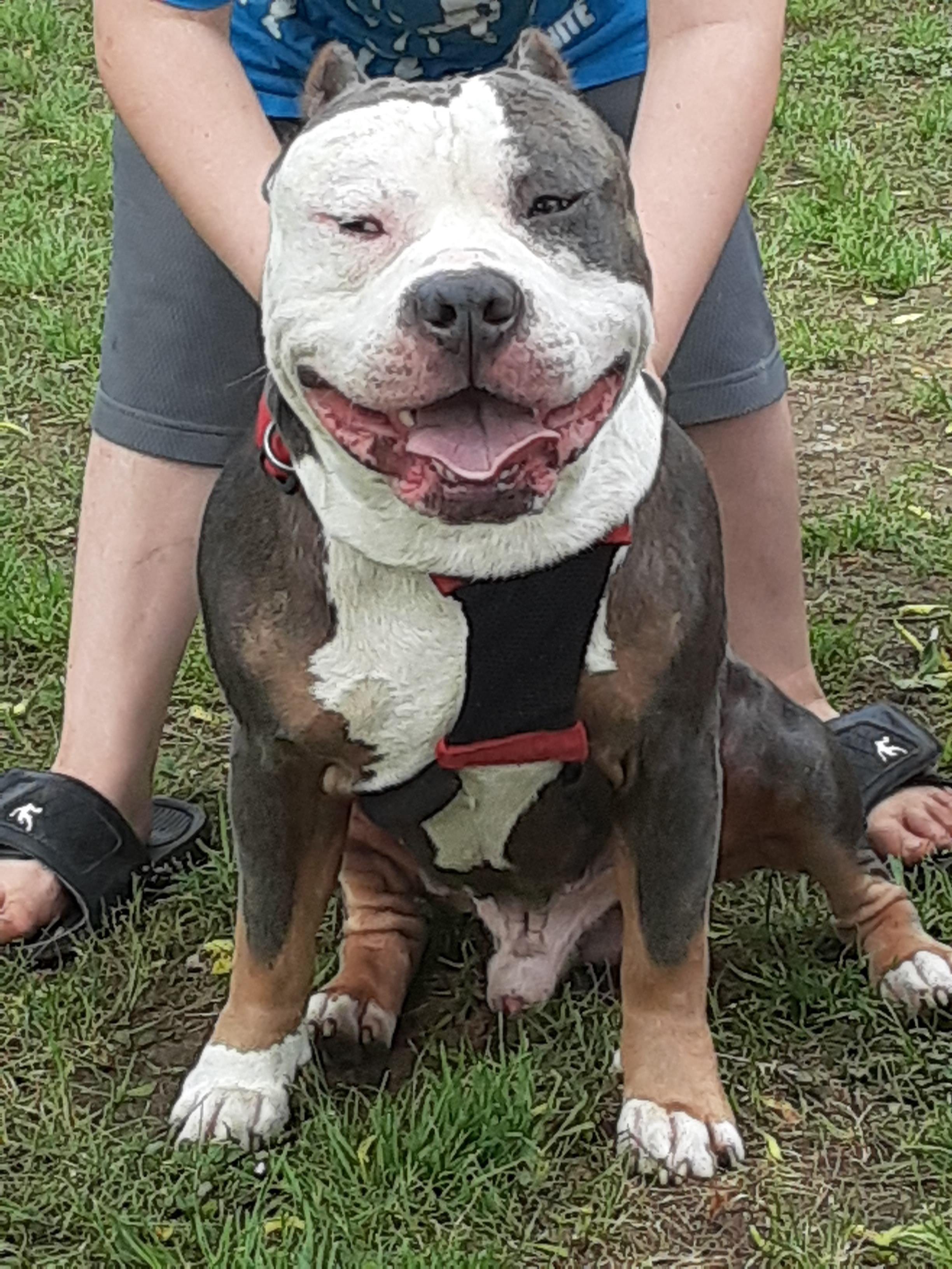 Here is my dog Hemi which is thanks dad | Scrolller