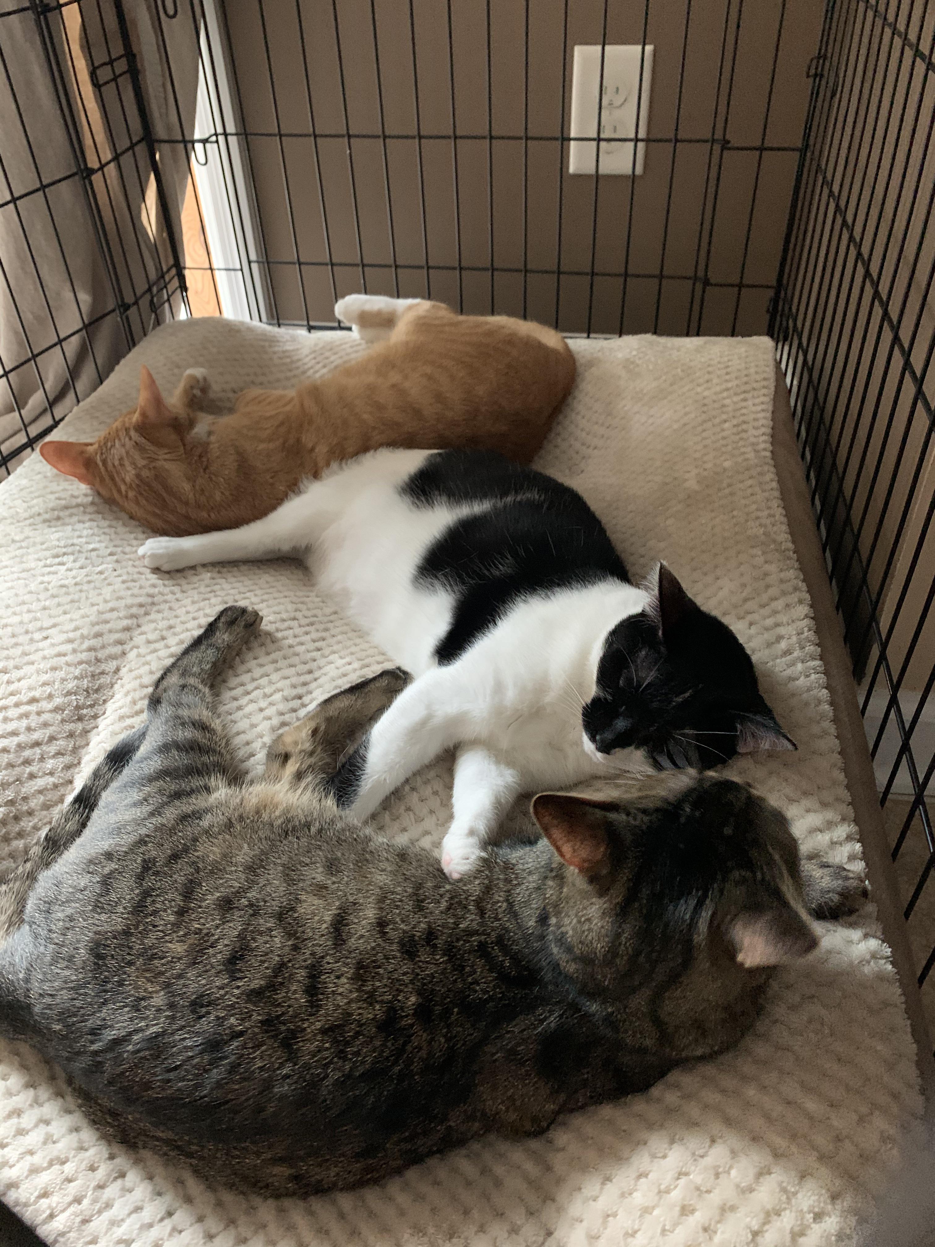 Here is my trio of Kitty-cats. 😂 | Scrolller