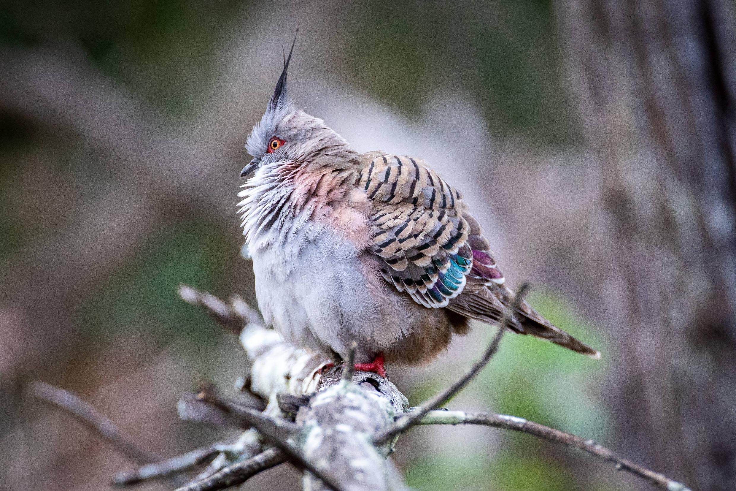 Aussie Crested borb | Scrolller