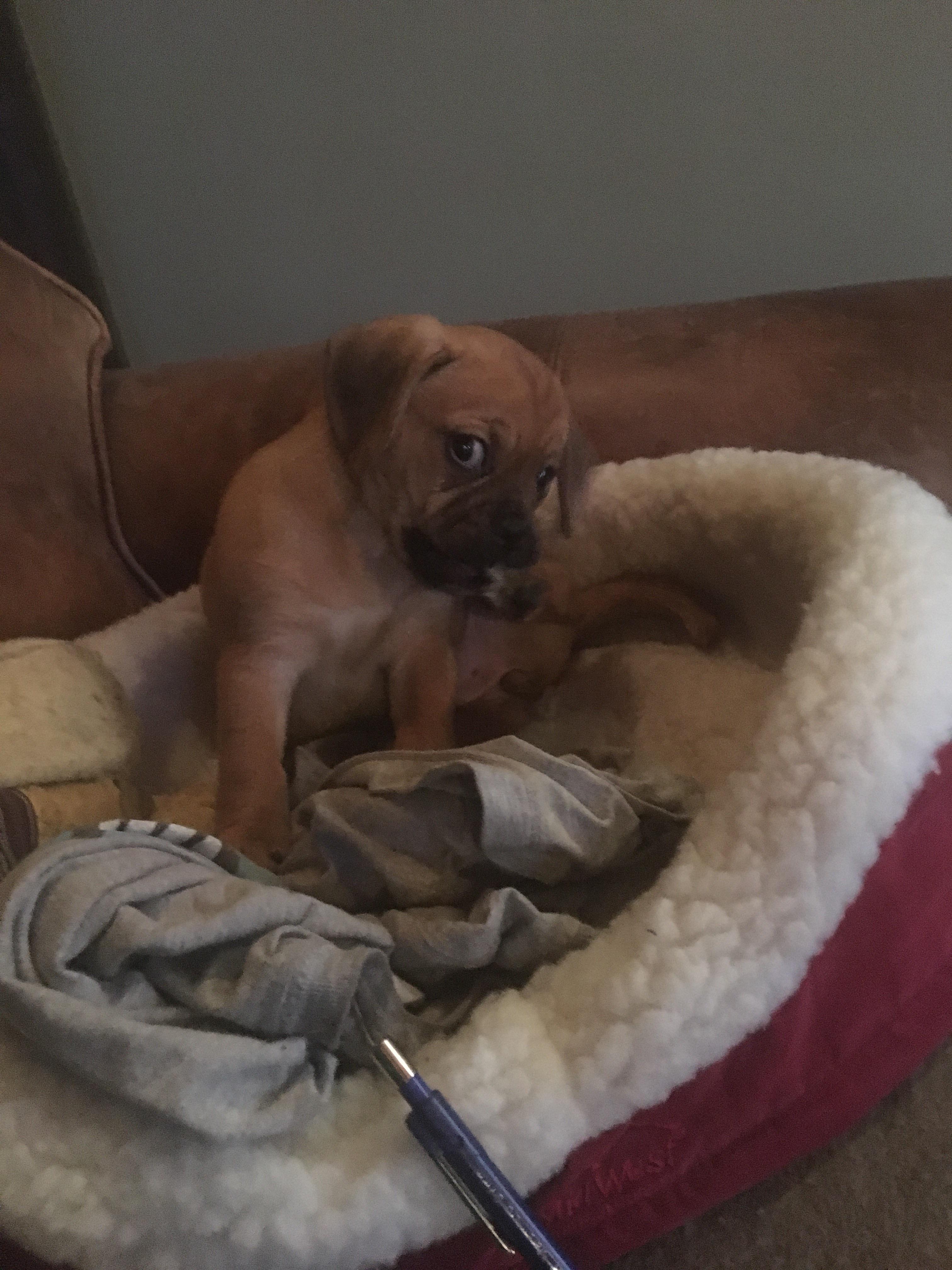 Here’s Holly - 8 weeks | Scrolller