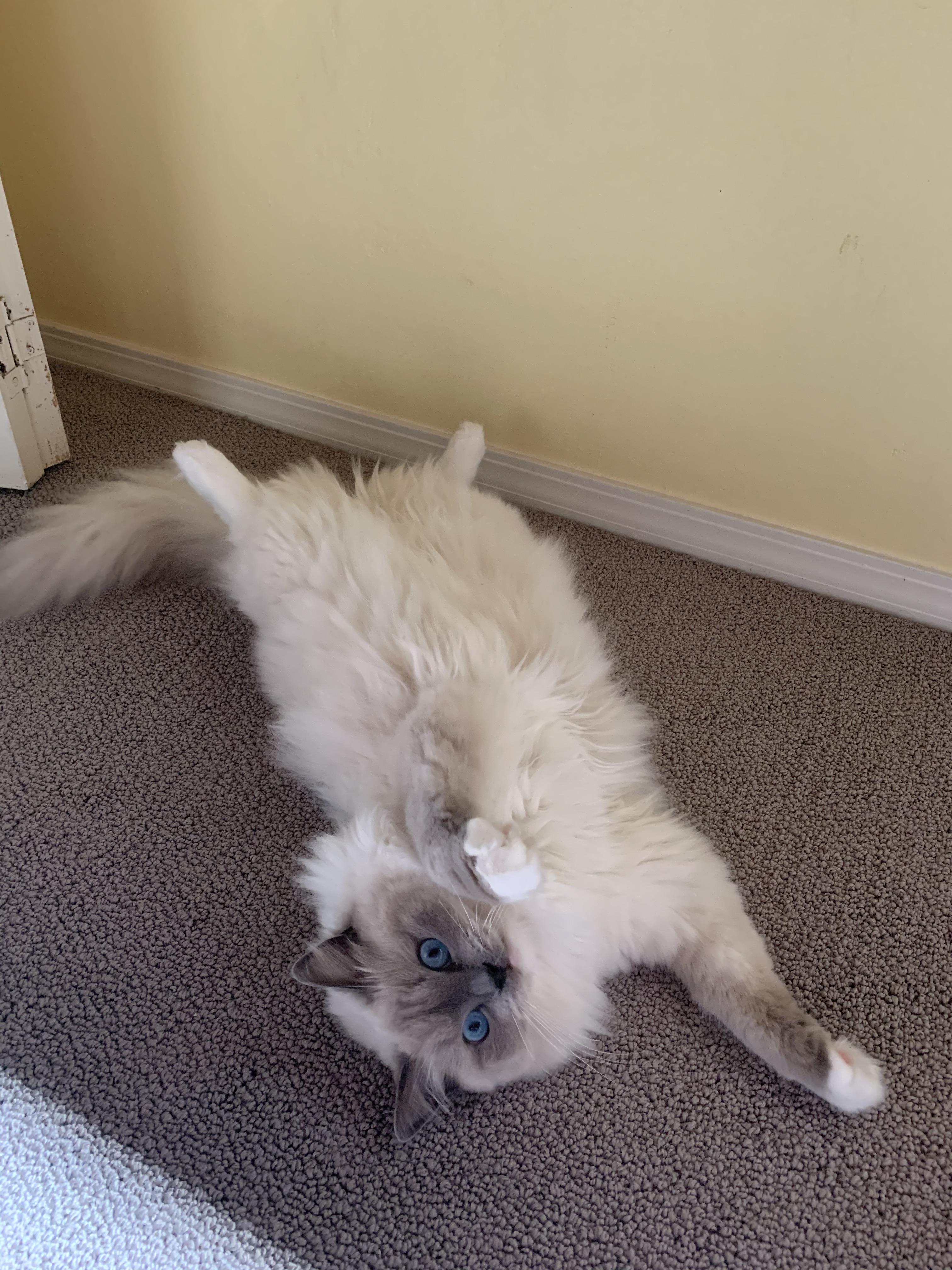 Here’s Our Baby Ragdoll | Scrolller