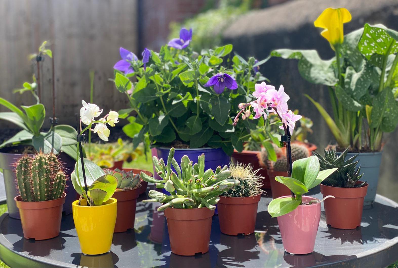 Here's a nice family photo of my plants to balance things up a bit. | Scrolller