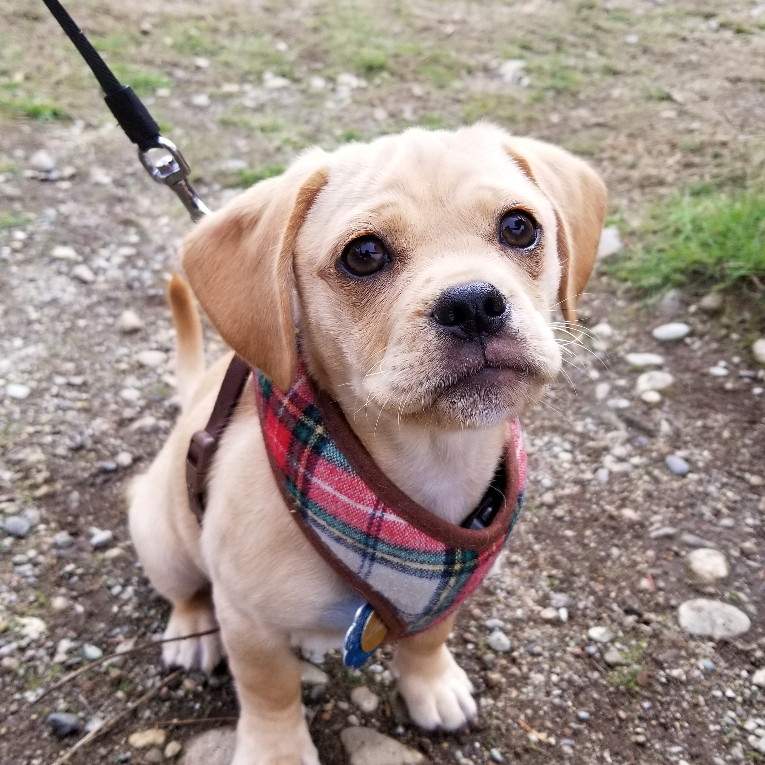 Here's my adorable daug on her first hike. Her name is Leia! | Scrolller