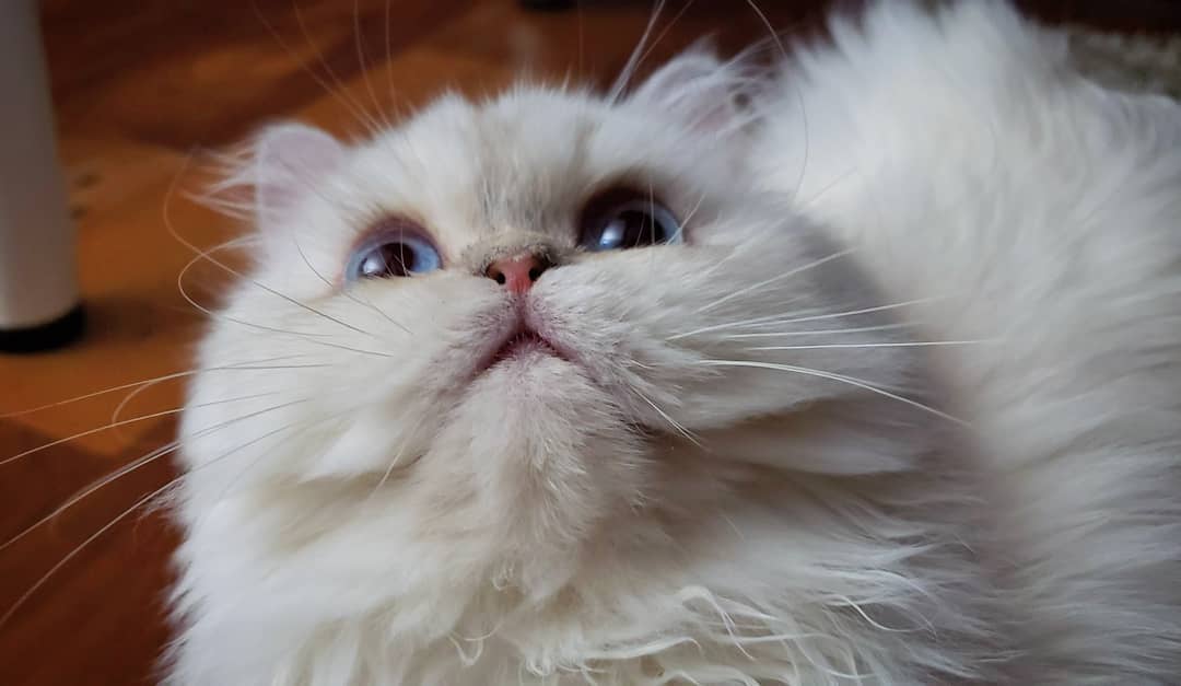 Heres my derpy Sophie!! | Scrolller