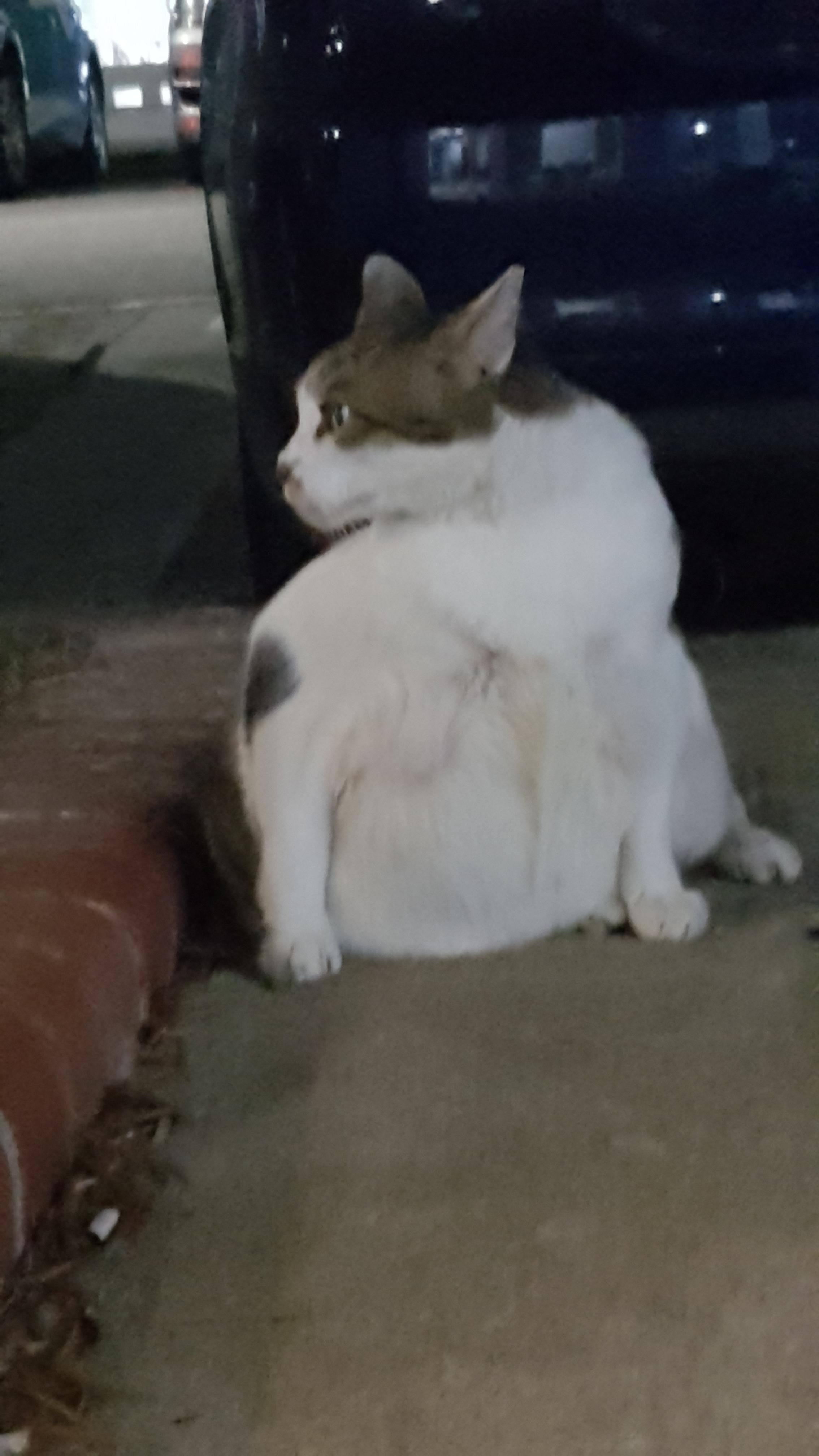 Here's my friendly neighbourhood chonk | Scrolller
