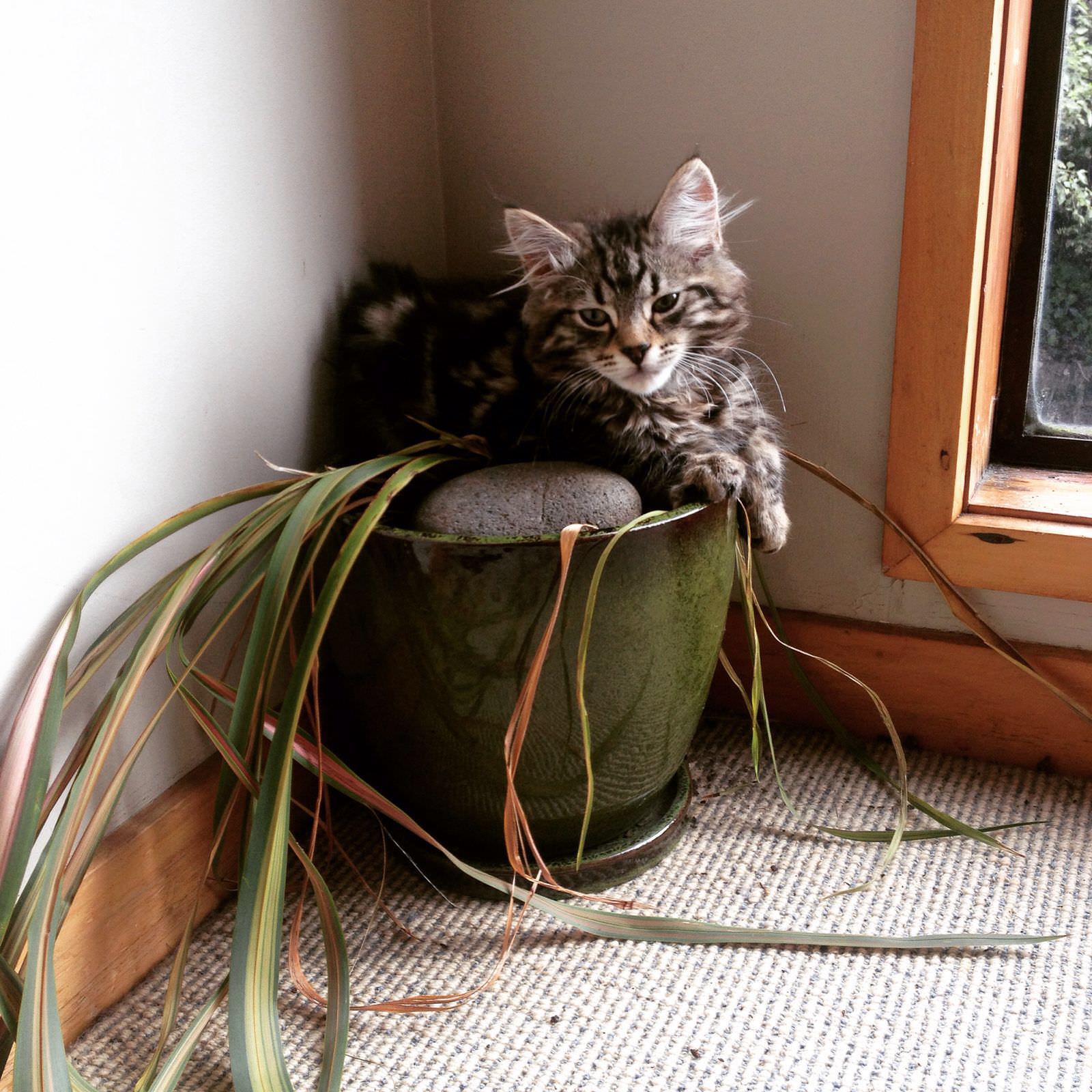 Here's my little rascal Pablo | Scrolller