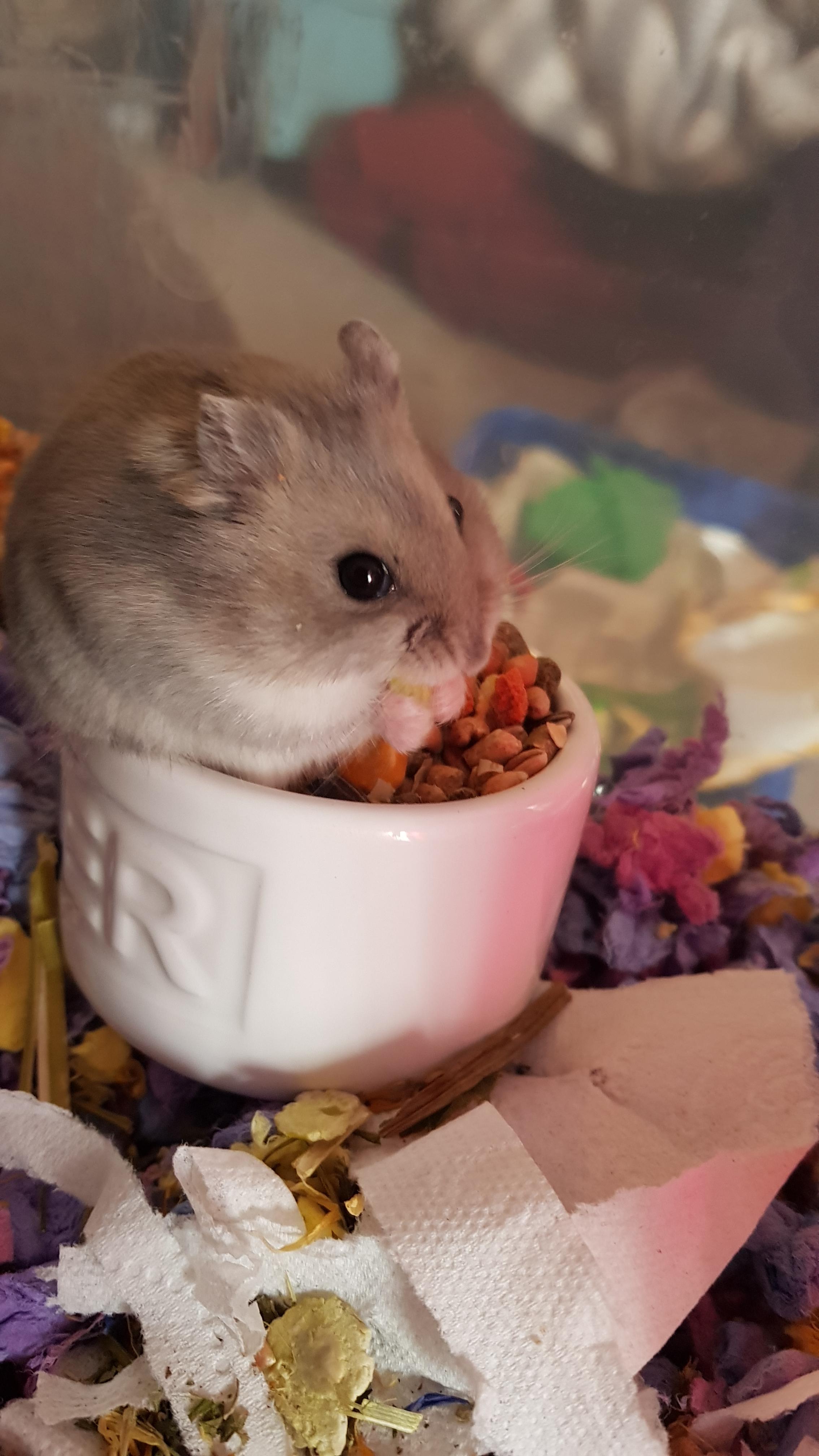 Here's our new family member, Teddy | Scrolller