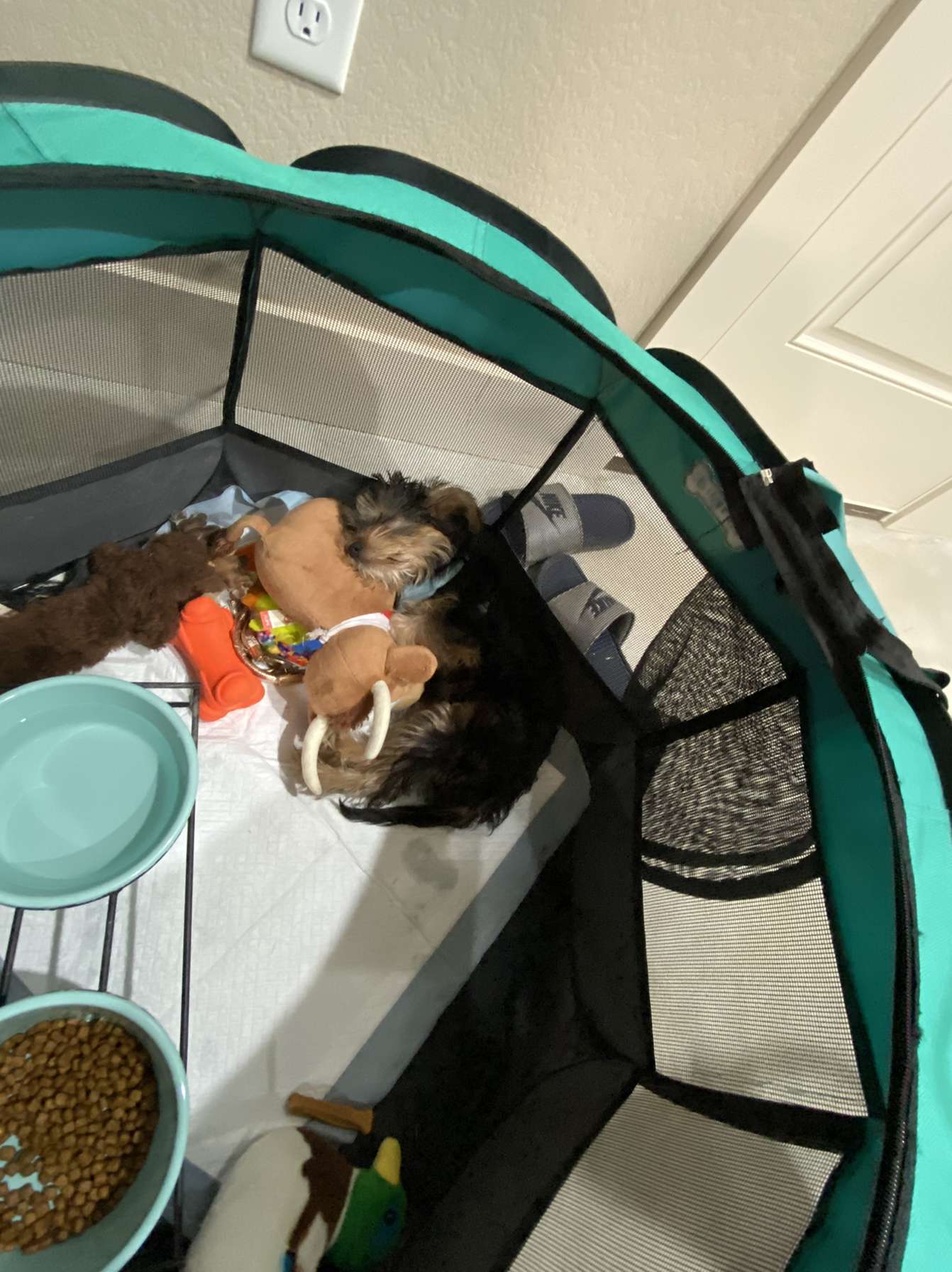 Here's our pupper Marlow, now at almost 10 weeks | Scrolller