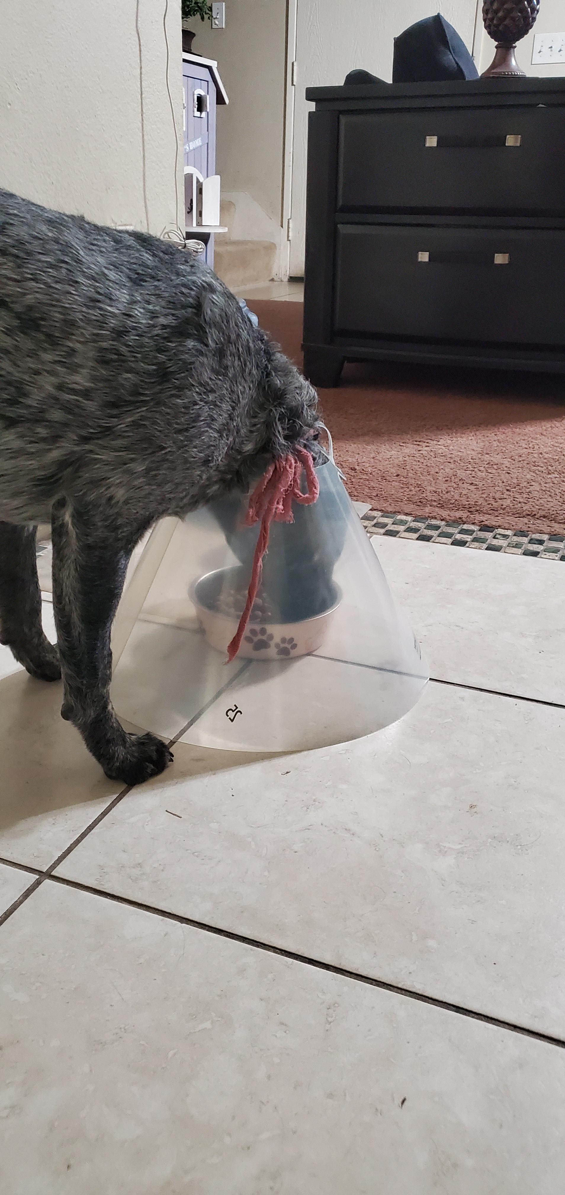 He's a clever little bastard. | Scrolller