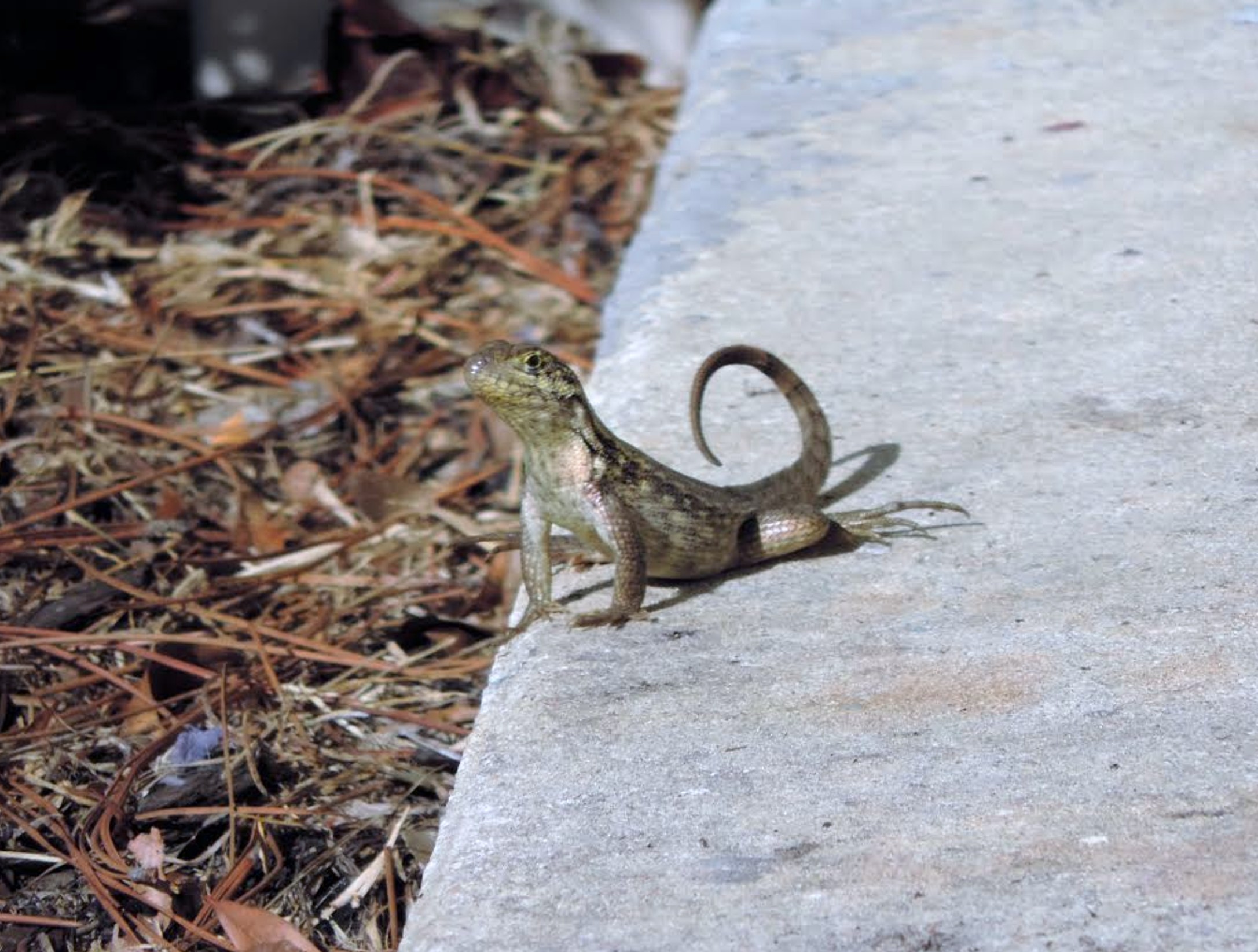 He's getting tame | Scrolller