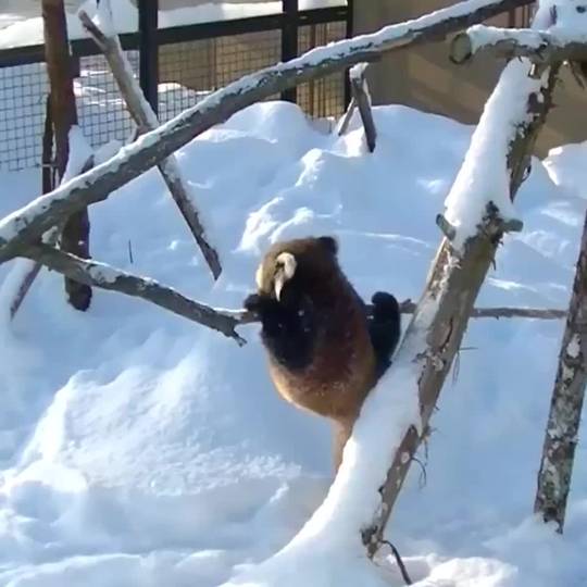 Hey get off my tree! | Scrolller