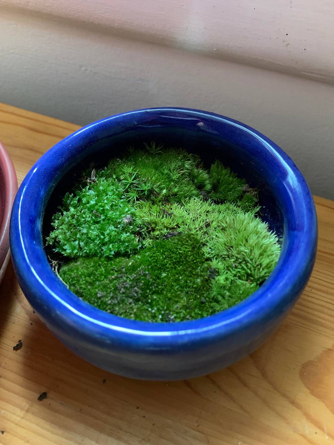 Hey guys I got a few types of moss here does anybody recognize any of them? | Scrolller