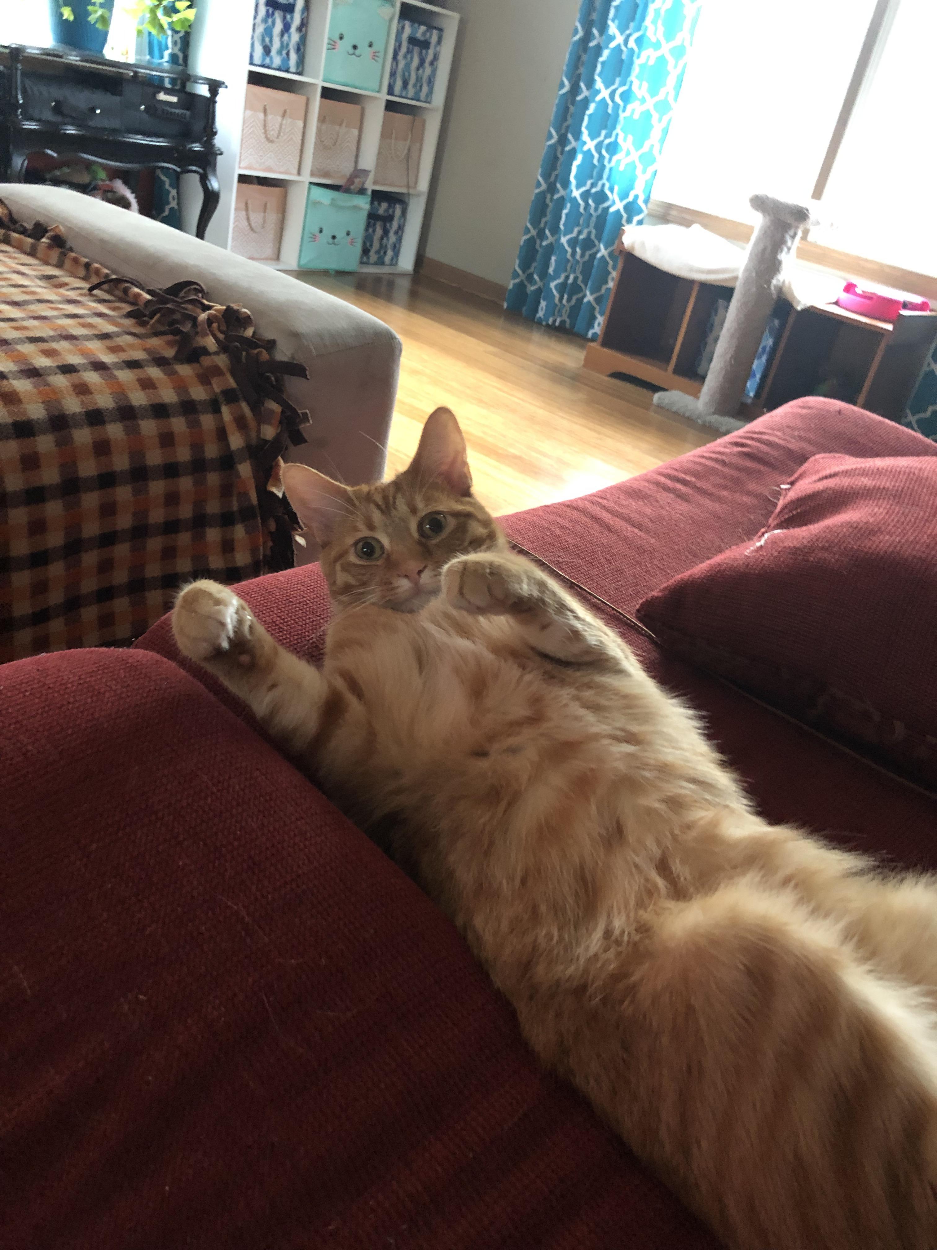 Hey hooman! Rub my belly, dammit! | Scrolller