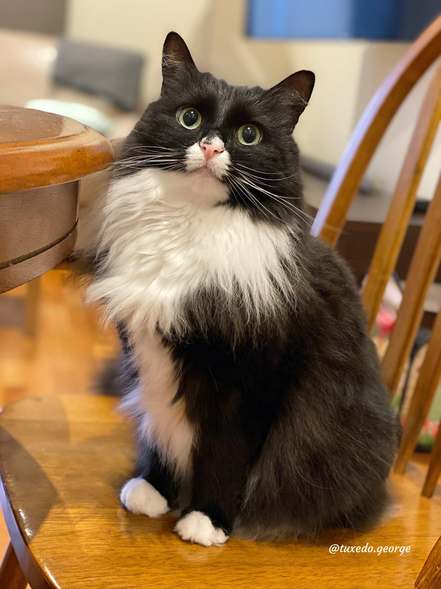 Hey Reddit, meet George my gorgeous rescue tuxie! 💖 | Scrolller