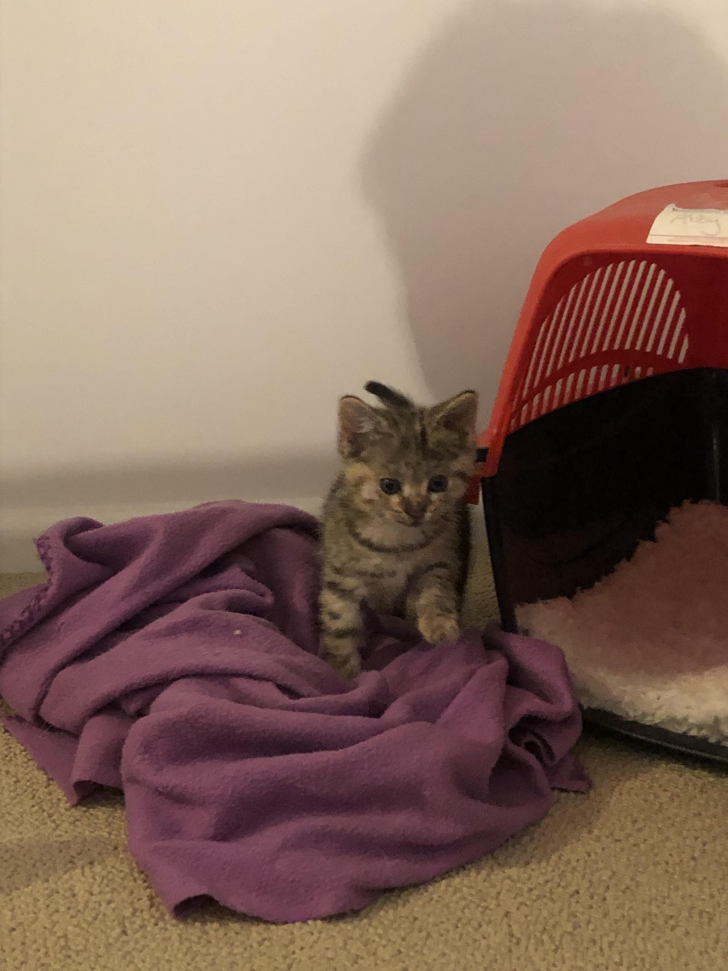 Hey Reddit, meet Pete | Scrolller