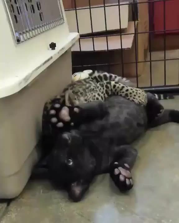 Jaguar Siblings Locked in Ferocious Battle | Scrolller