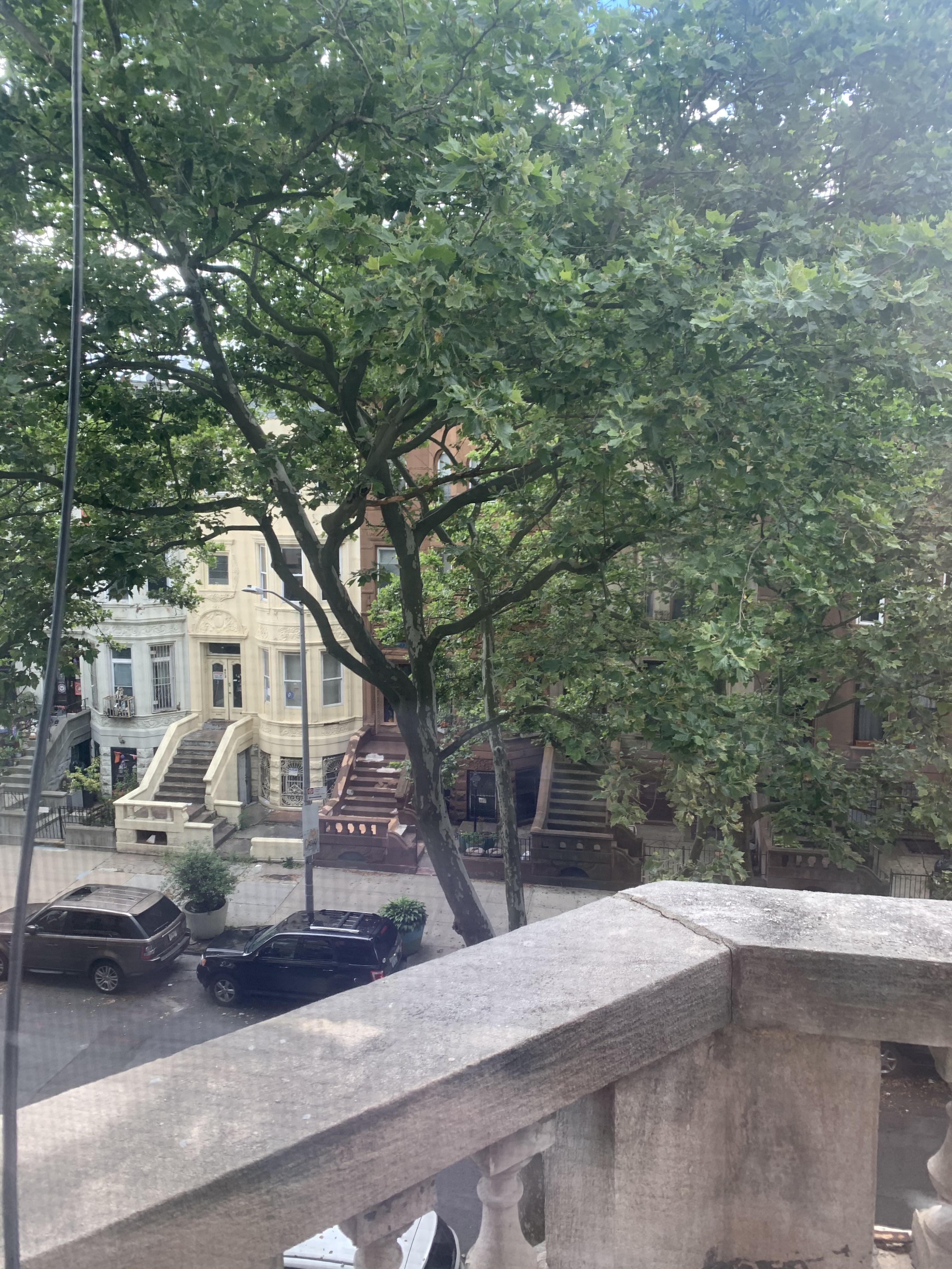 Hi friends! Can someone help me identify this tree? (I can post more pics if this isn’t clear ...