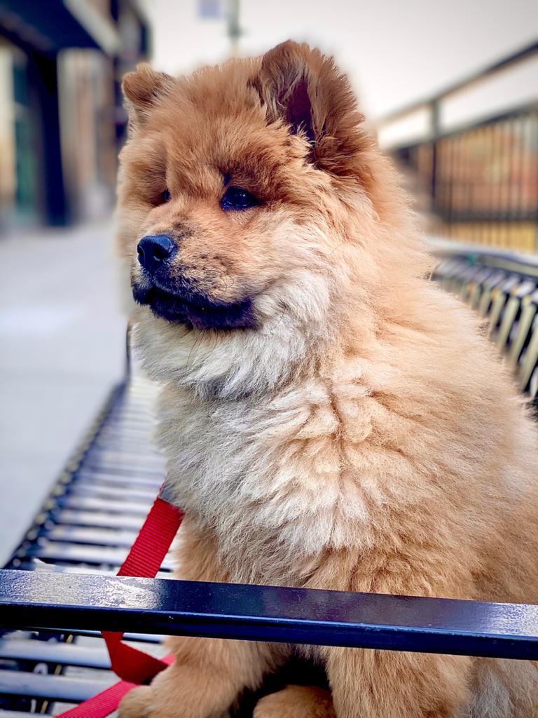 Hi I'm Leo 🦁 | Scrolller