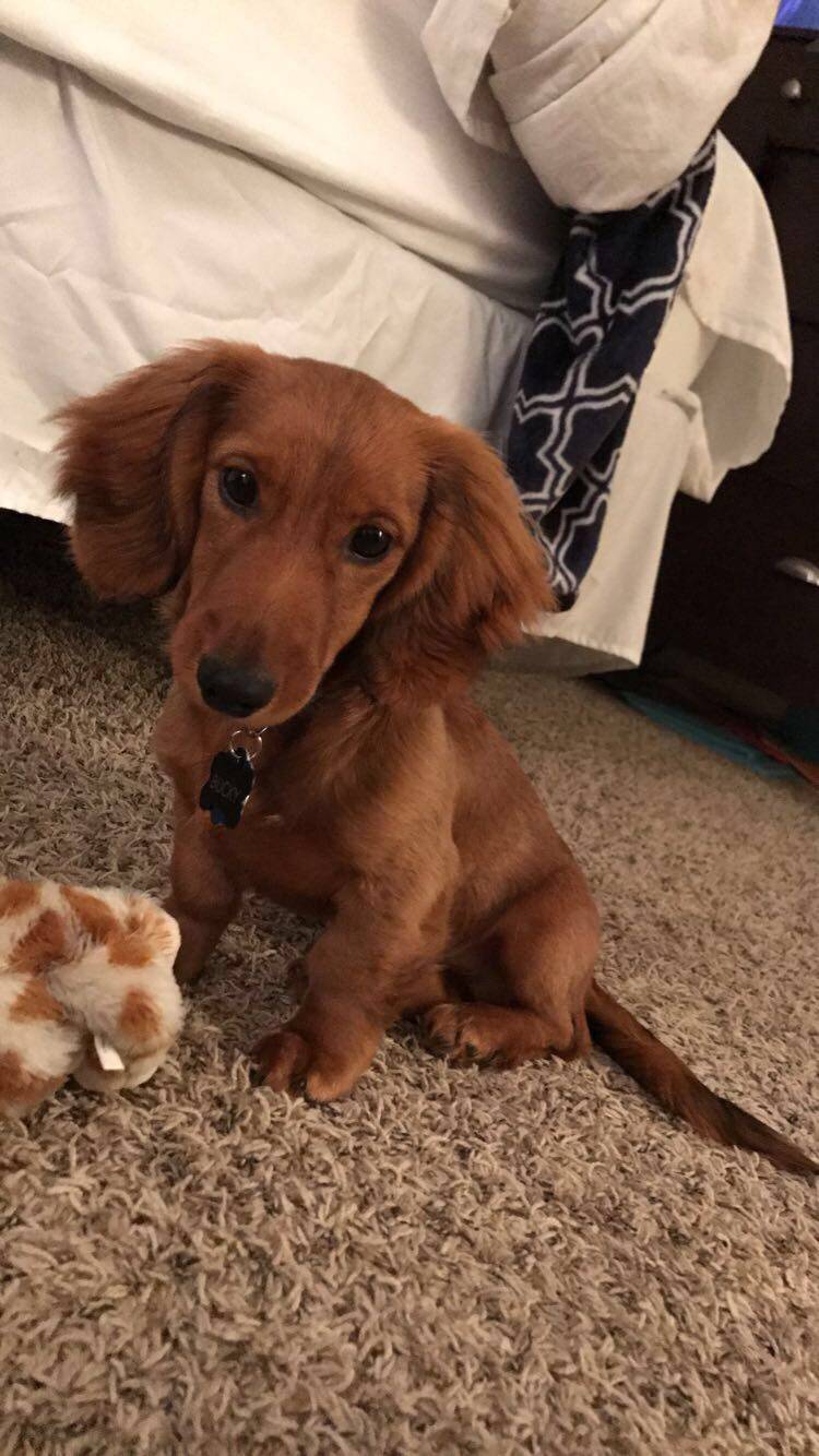 Hi Reddit! Meet Bucky! | Scrolller