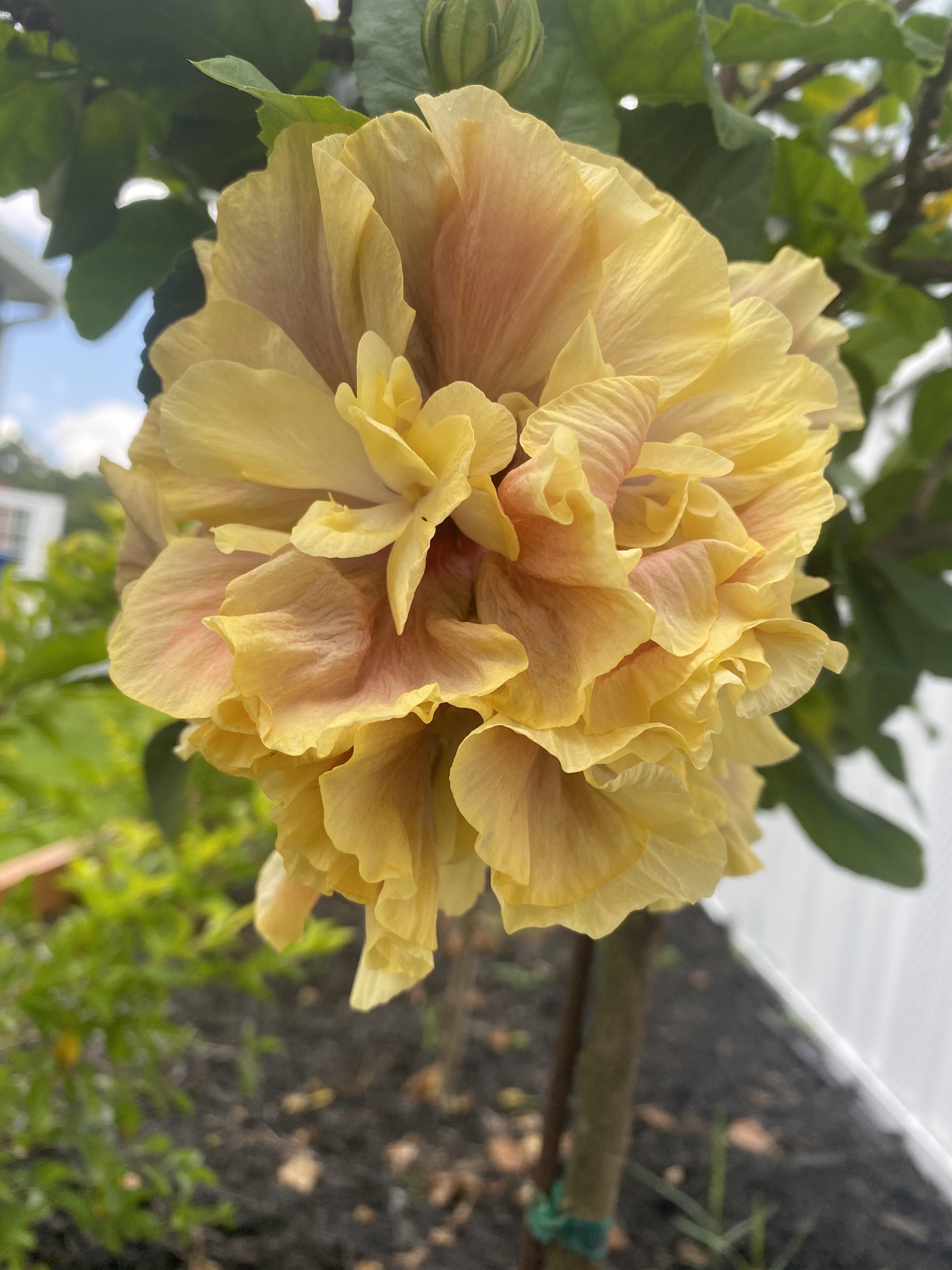 Hibiscus 🌺 | Scrolller