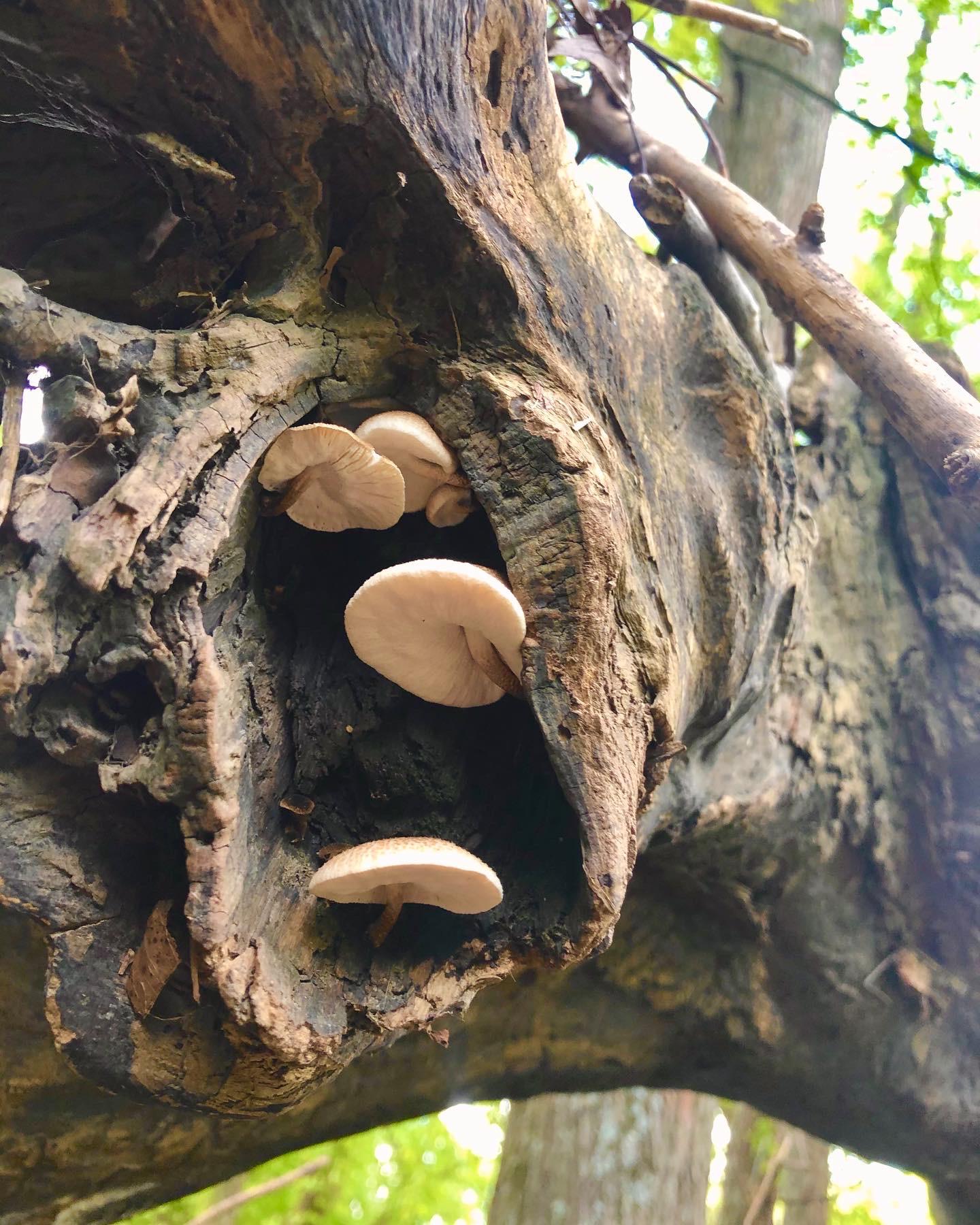 Hidden little mushroom nuggets in Columbus Ohio | Scrolller
