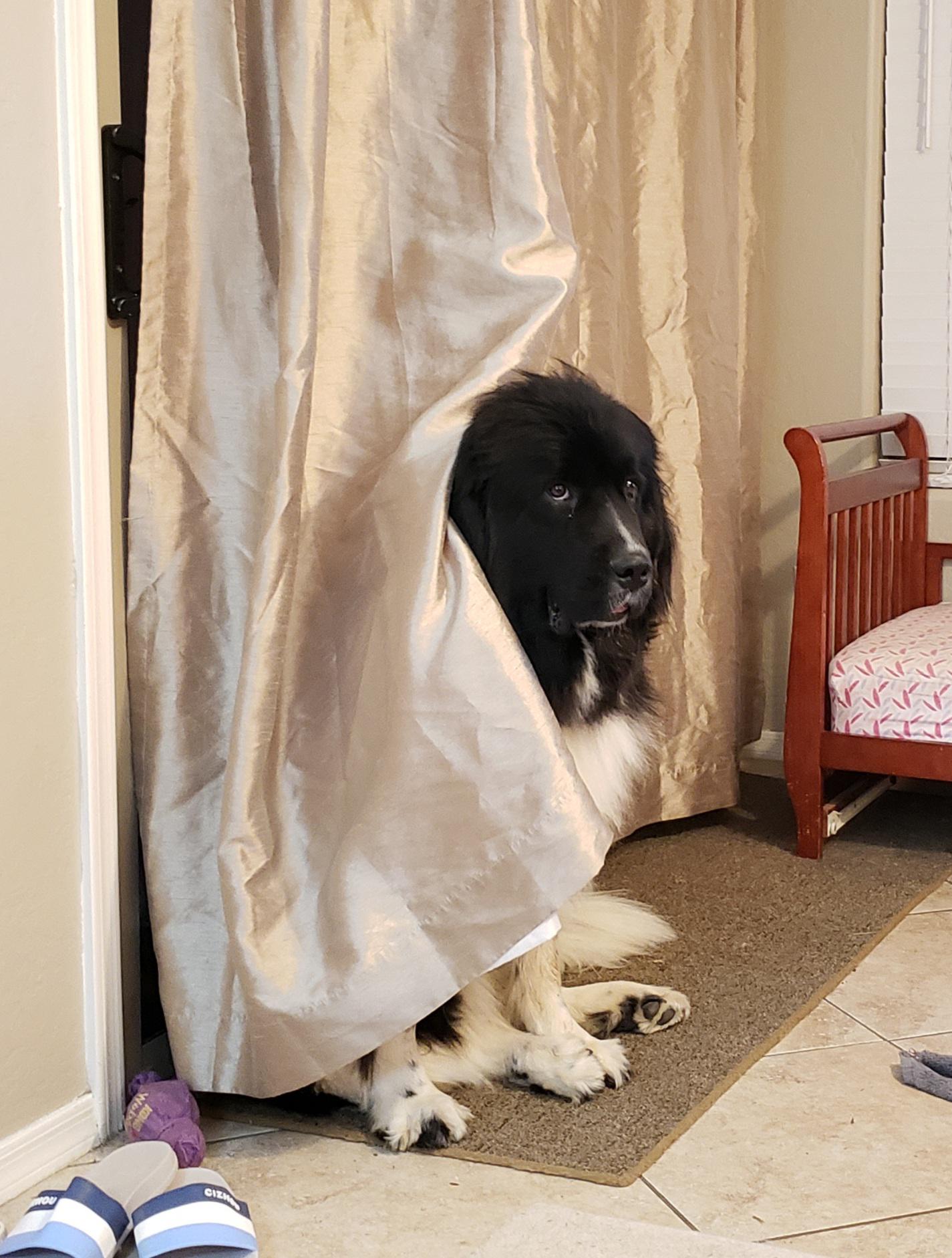 hide and seek champion | Scrolller