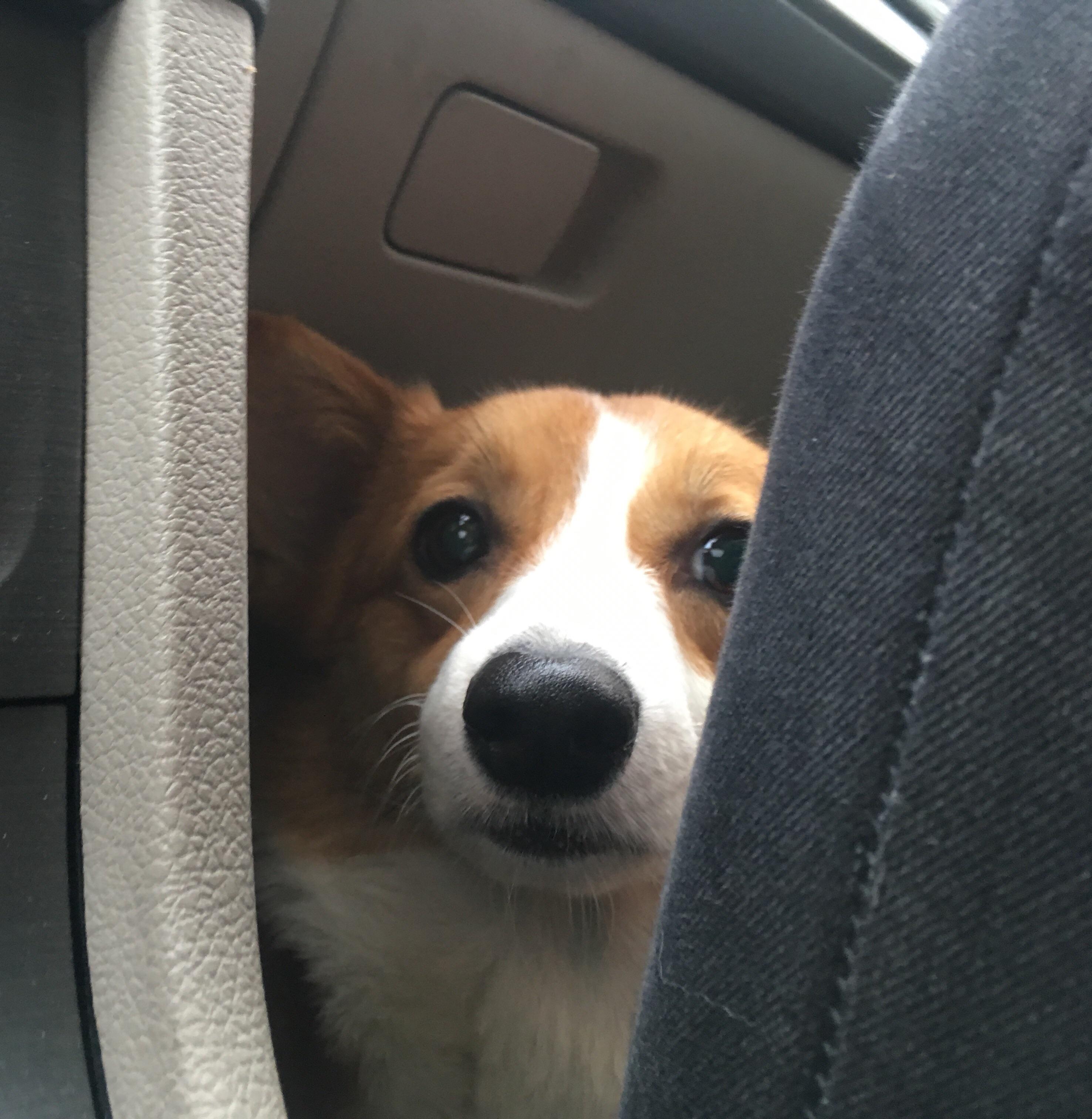 Hide-and-seek | Scrolller