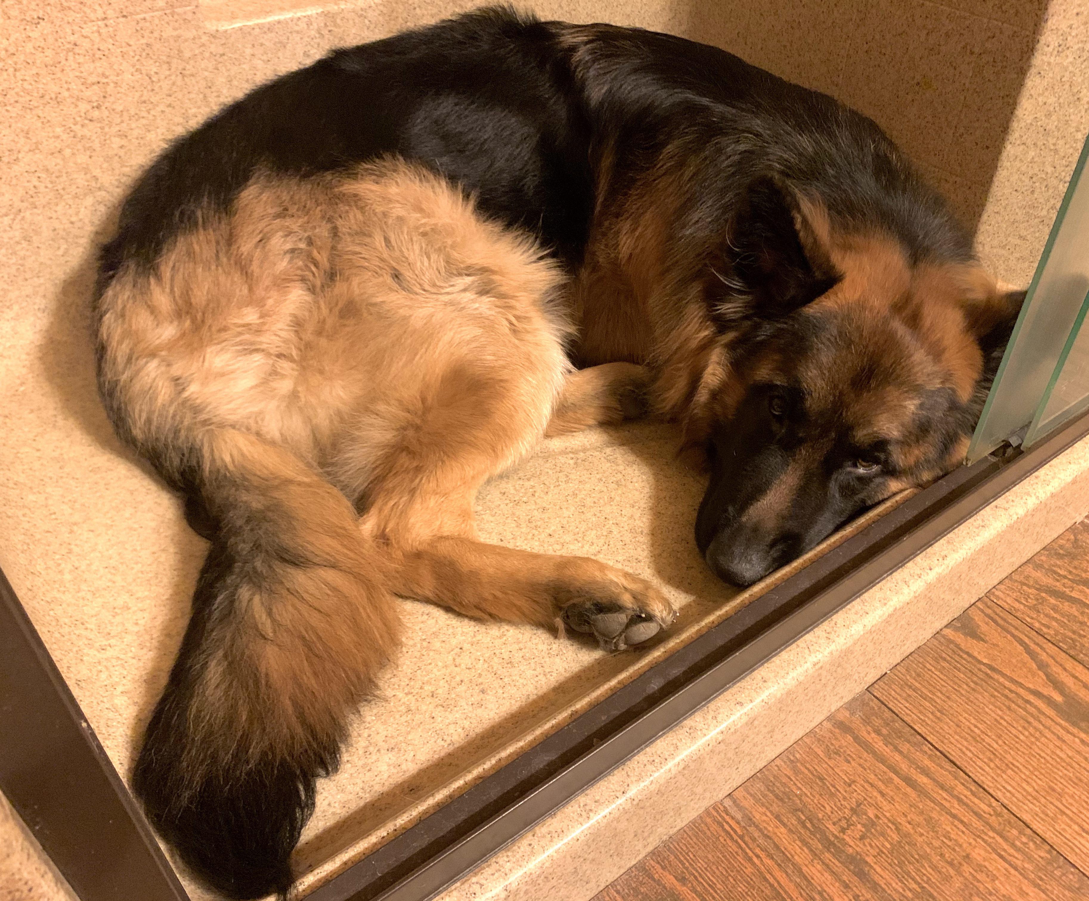 Hiding in the shower to avoid getting brushed... | Scrolller