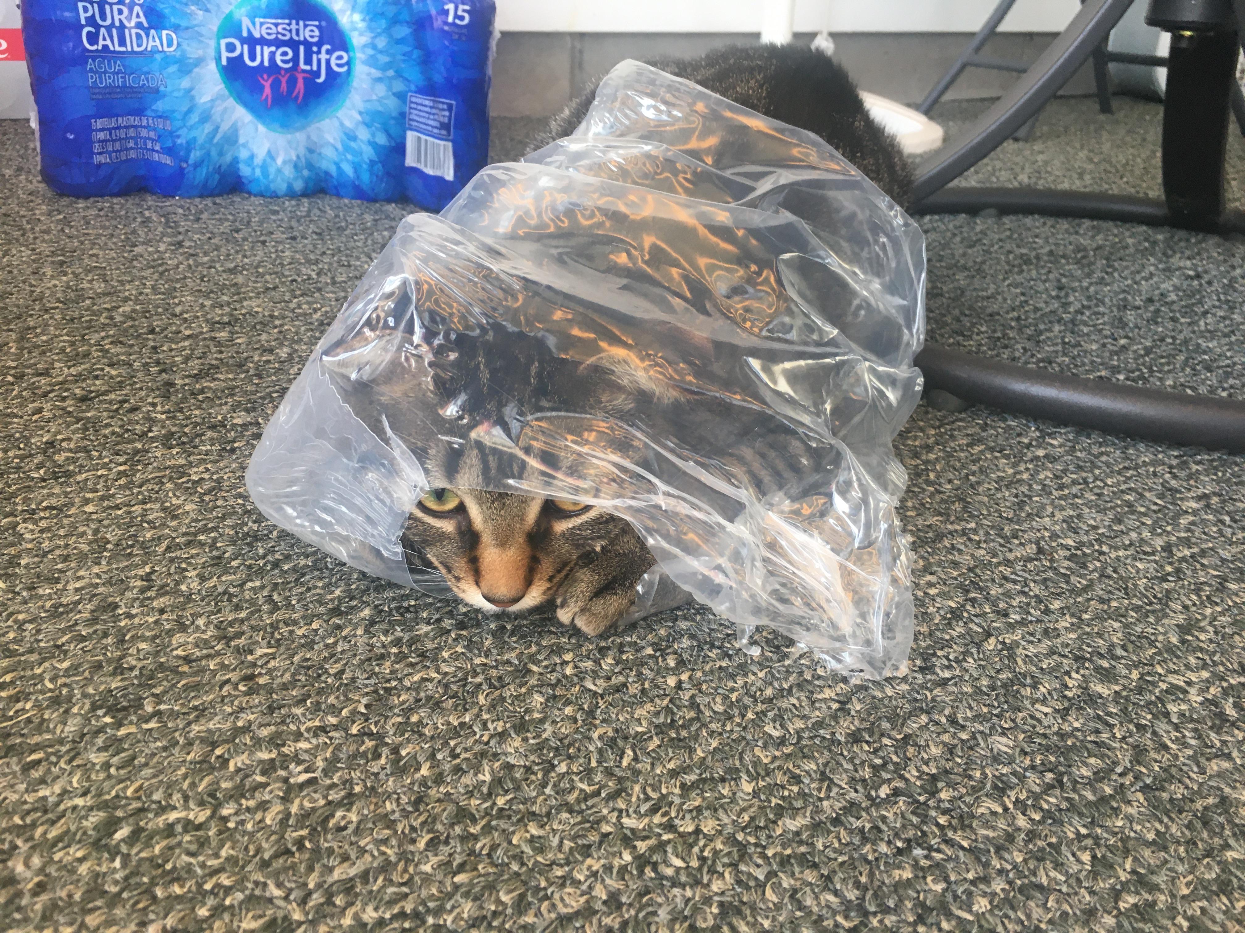 “Hiding” | Scrolller