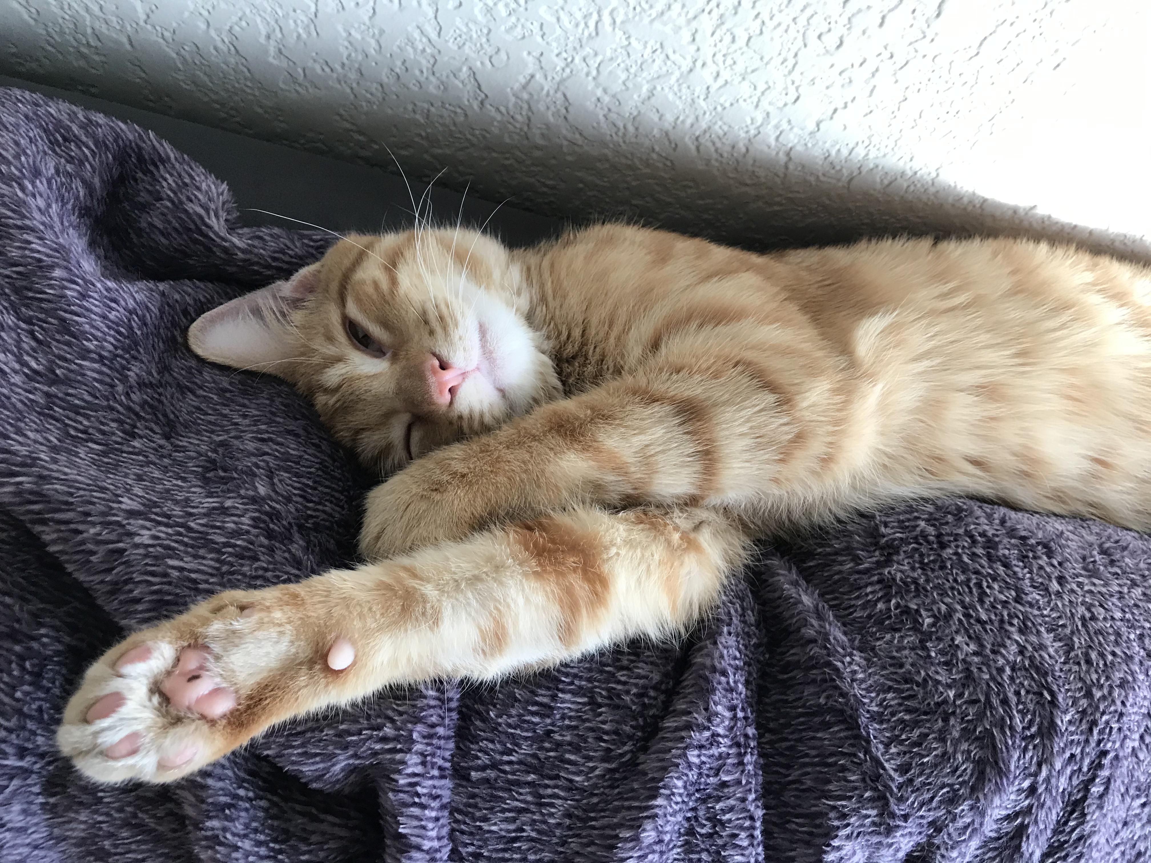 High-five in his sleep beans (with beauty mark!) | Scrolller