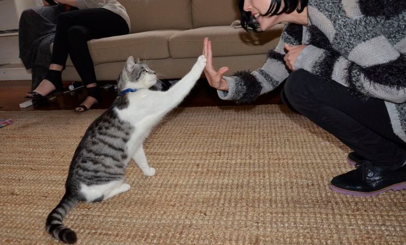 High five of cat with a girl !! So cute | Scrolller