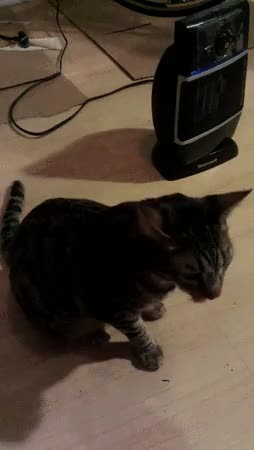 High Five! (X-post from /r/aww) | Scrolller