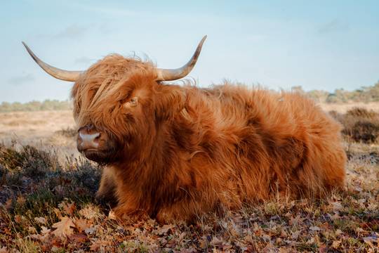 Highland cow casually relaxing | Scrolller