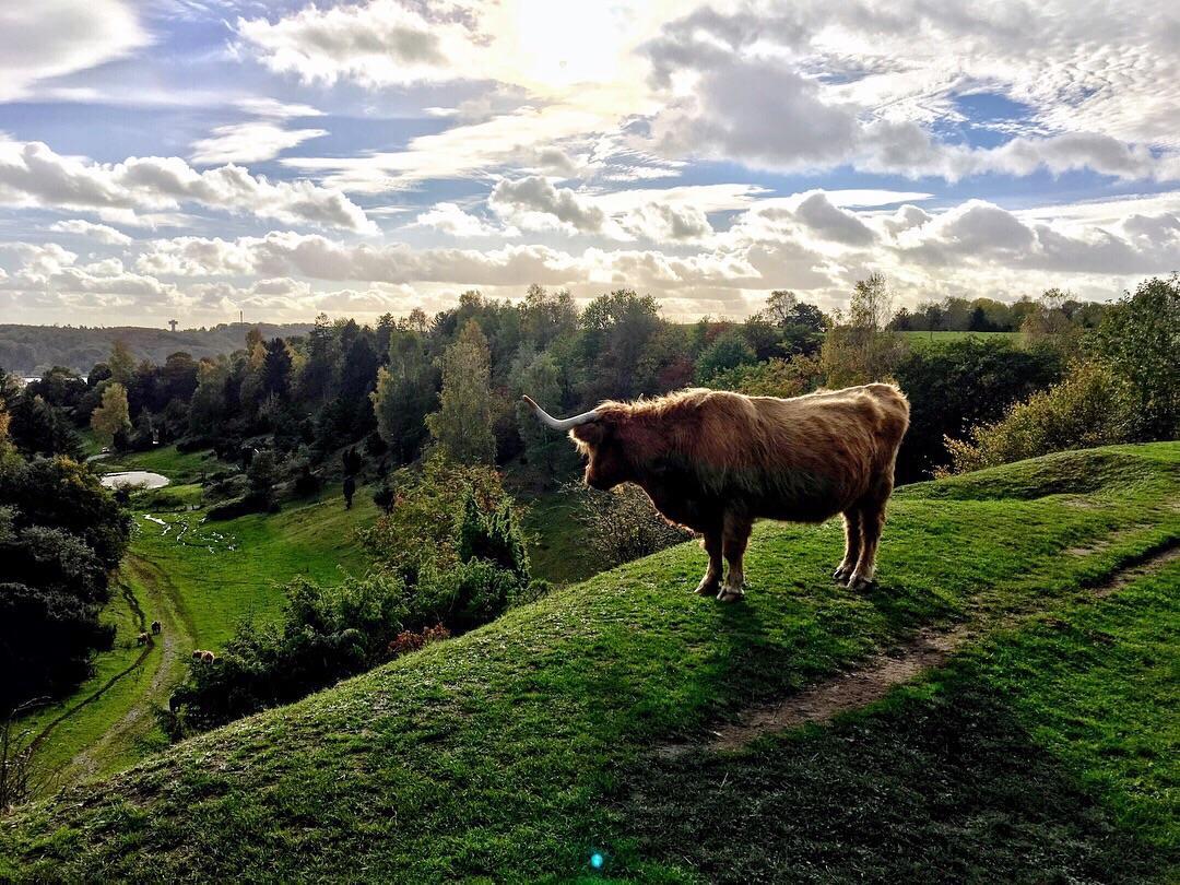 Highland cow sunset | Scrolller