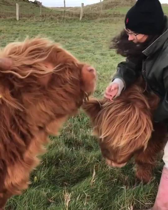 Highlander Cattle Brushies | Scrolller