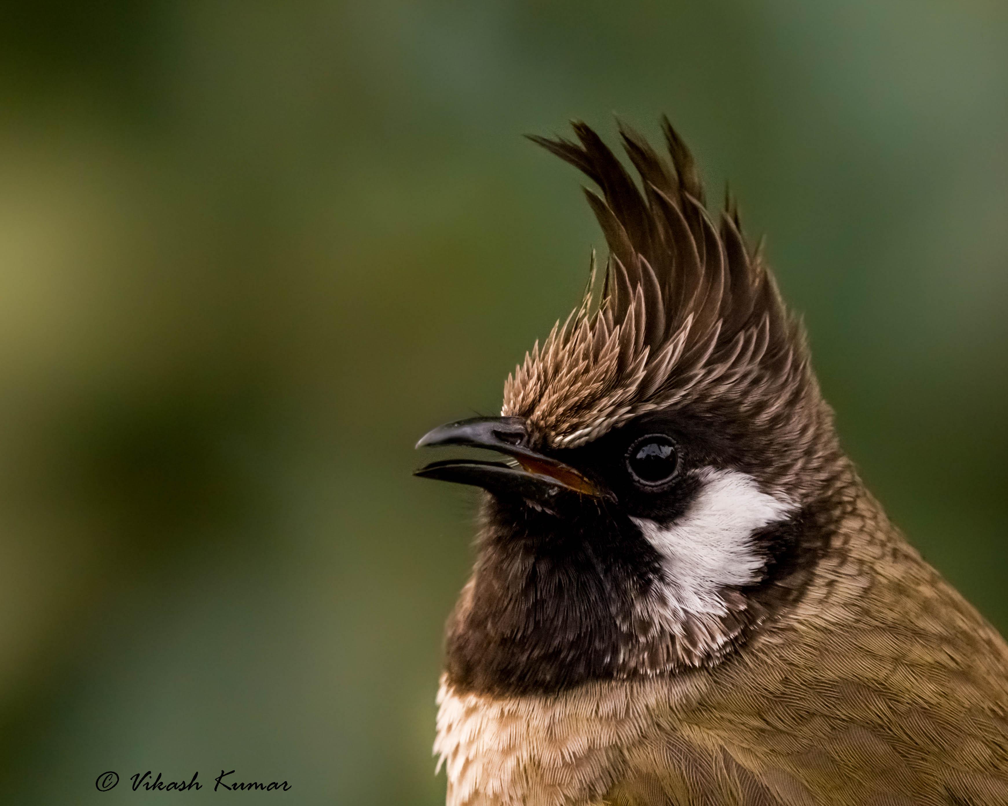 Himalayan Bulbul | Scrolller