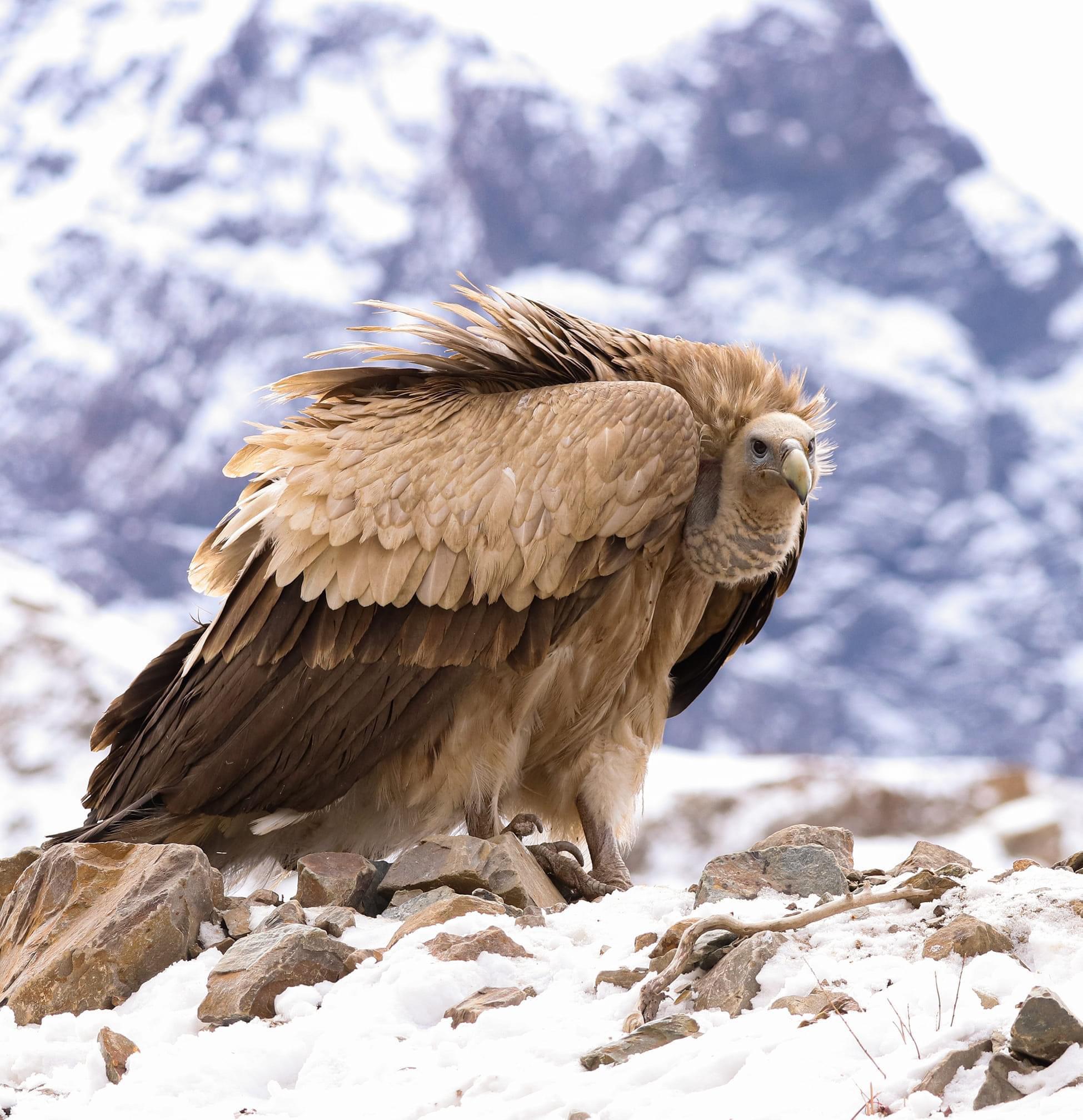 🔥 Himalayan Griffon 🦅 🔥 | Scrolller