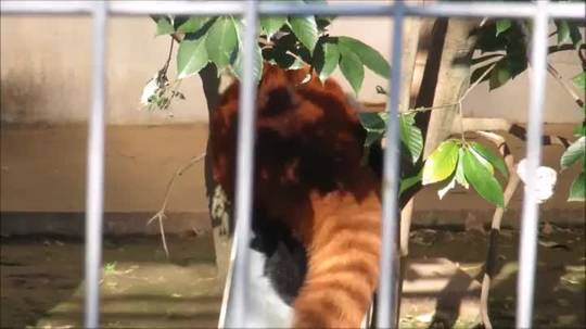 Himawari Plays on a Slide | Scrolller